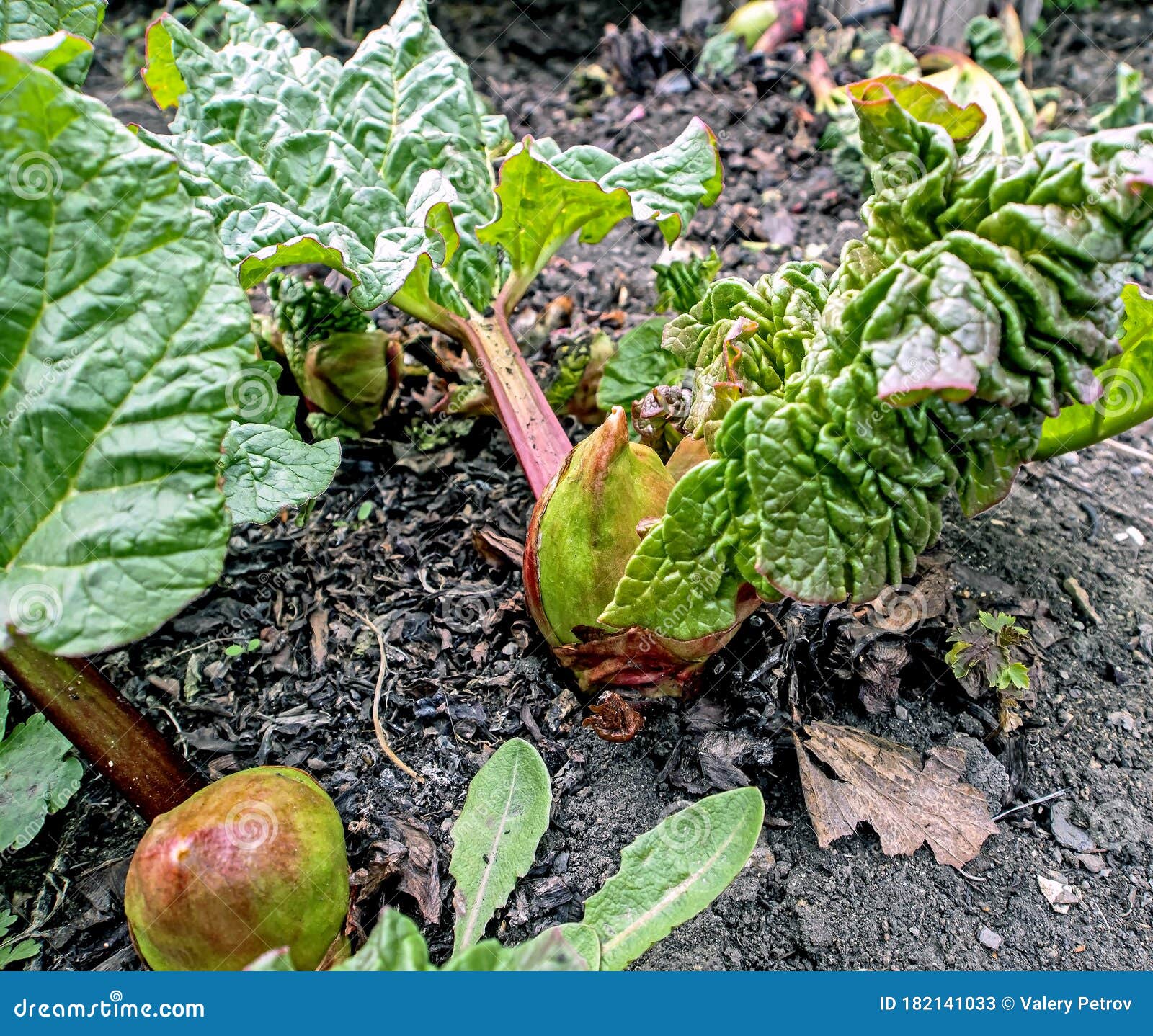 Rhubarb Sprouts Appeared in the Garden Stock Image - Image of health ...