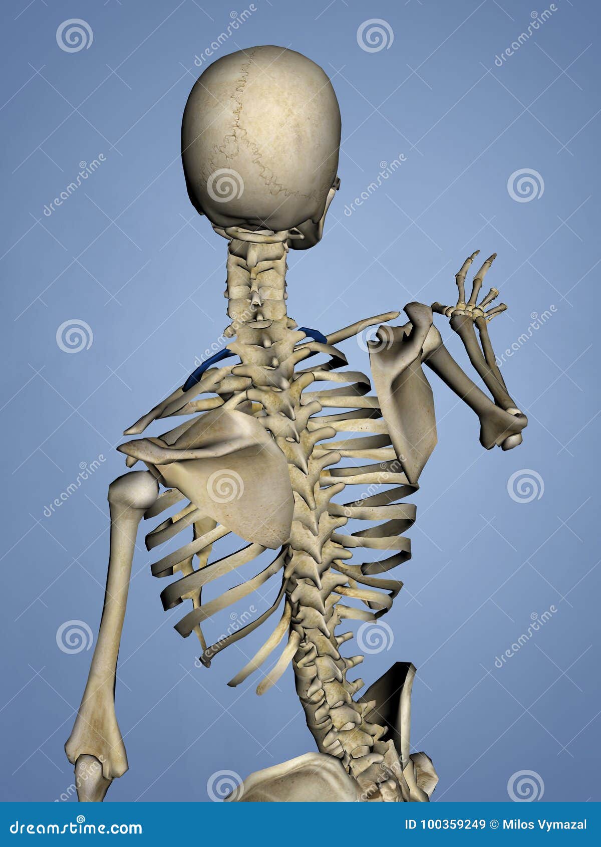First Rib, Rib Cage, 3D Model Stock Illustration - Illustration of ...