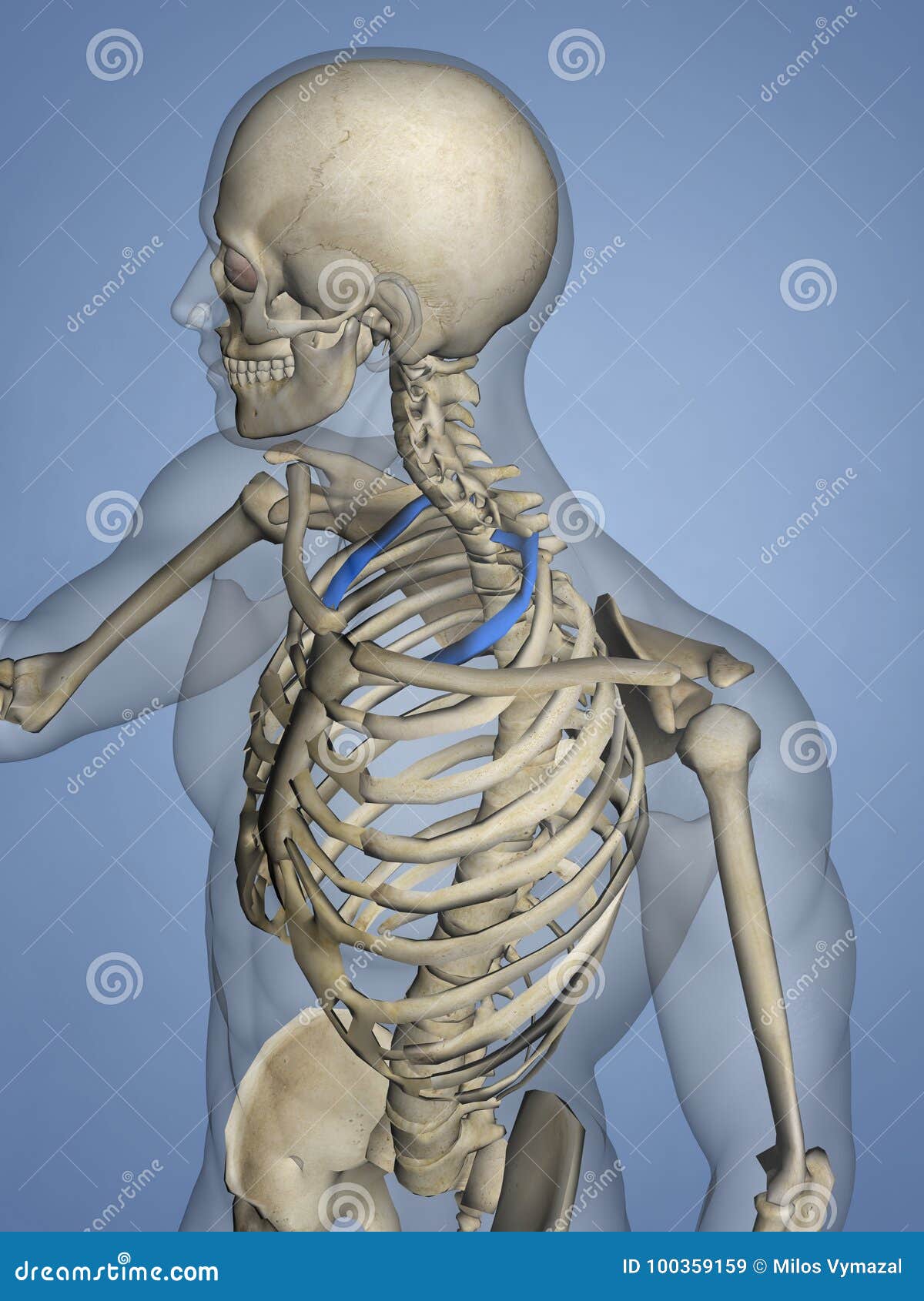 First Rib, Rib Cage, 3D Model Stock Illustration - Illustration of body ...