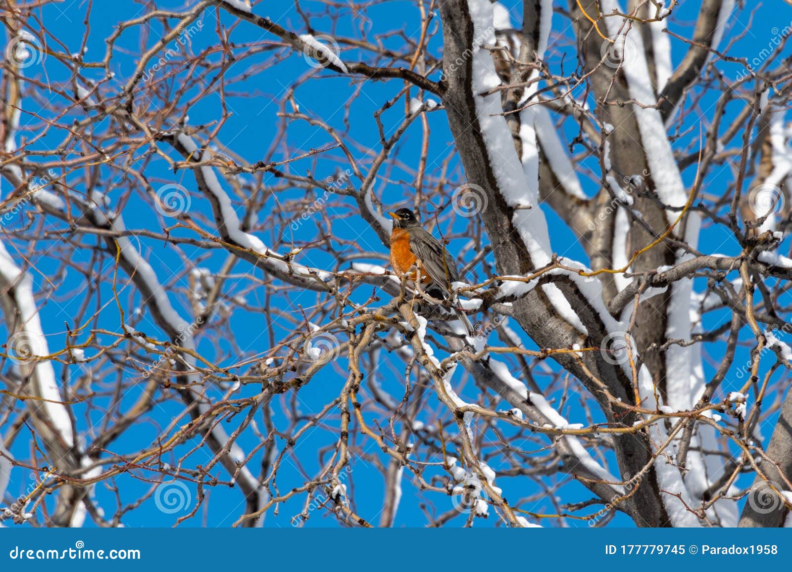 First Robin of Spring after a Spring Snow Stock Image - Image of beauty ...