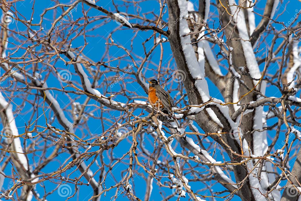 First Robin of Spring after a Spring Snow Stock Image - Image of beauty ...