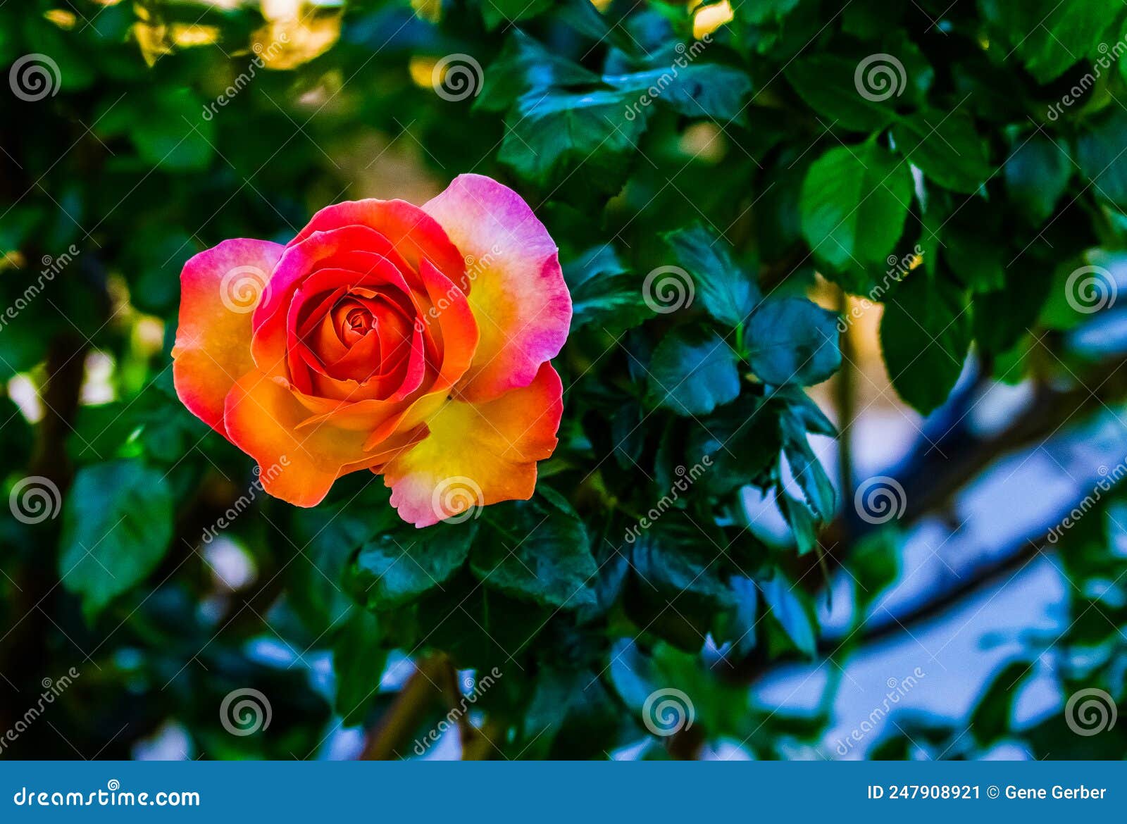 First Rose of the Year stock image. Image of flower - 247908921