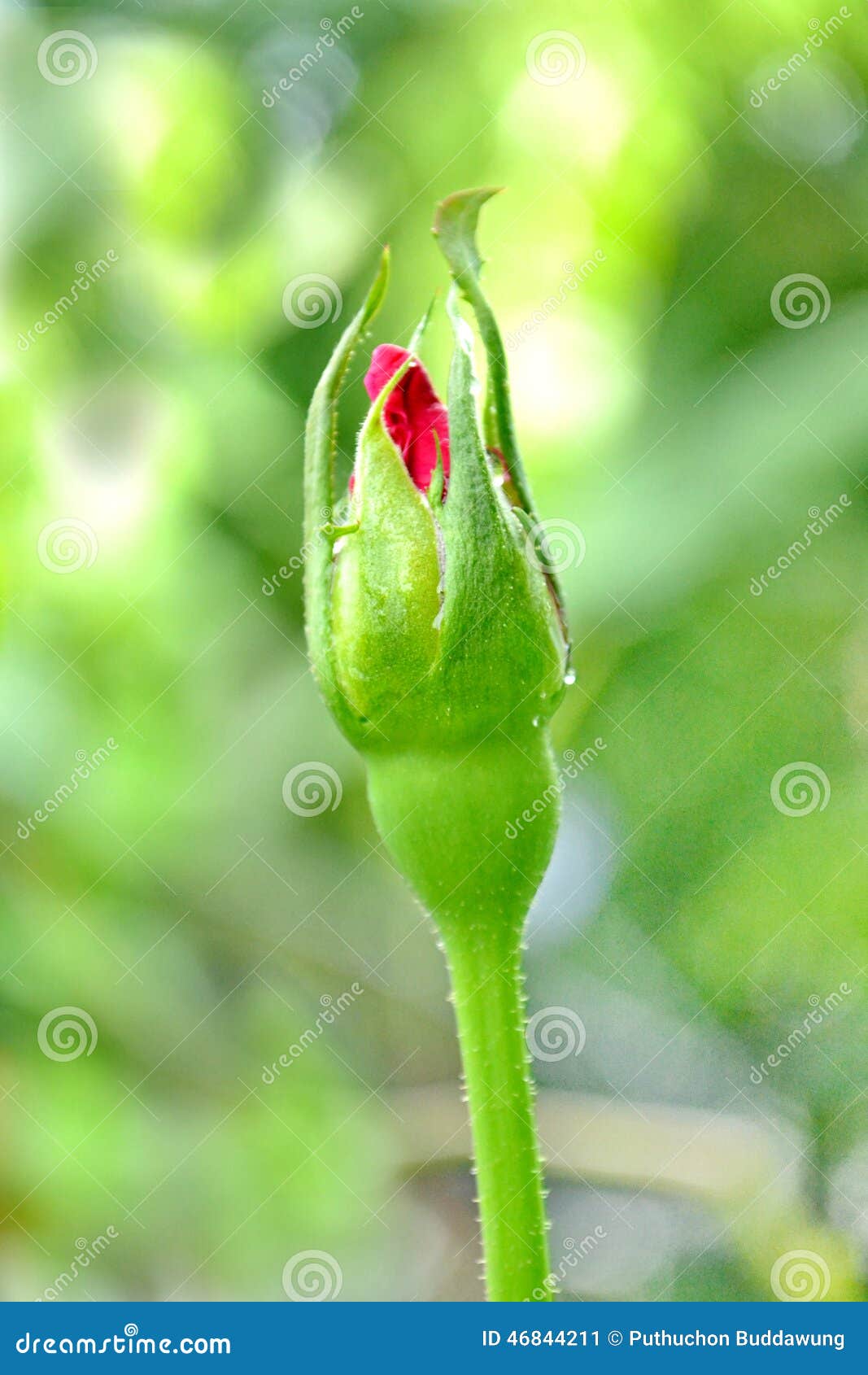 First roses bloom stock image. Image of gift, close, macro - 46844211
