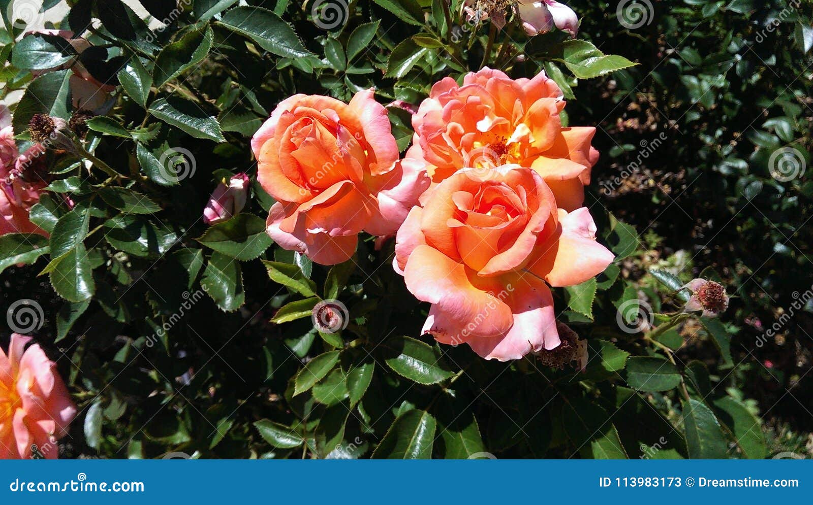 First roses of the Spring stock image. Image of spring - 113983173