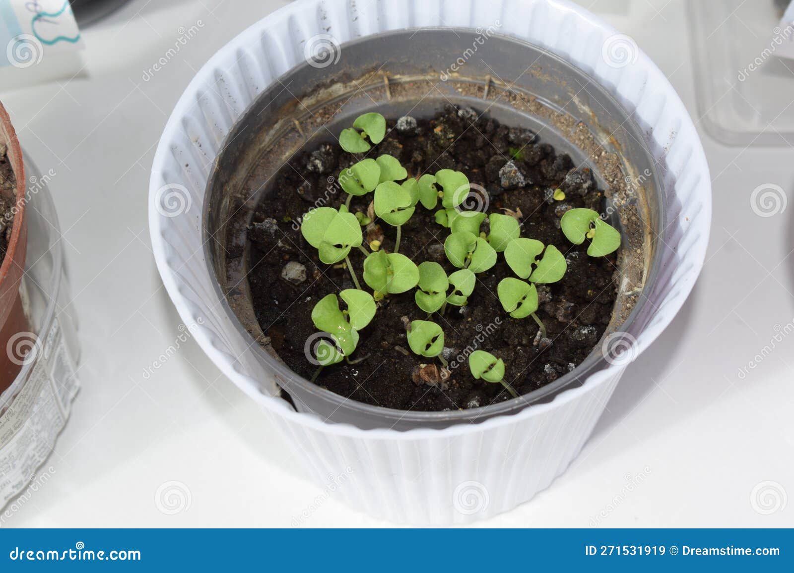 Tiny Plants with Two Leaves Stock Image - Image of tree, vegetable ...