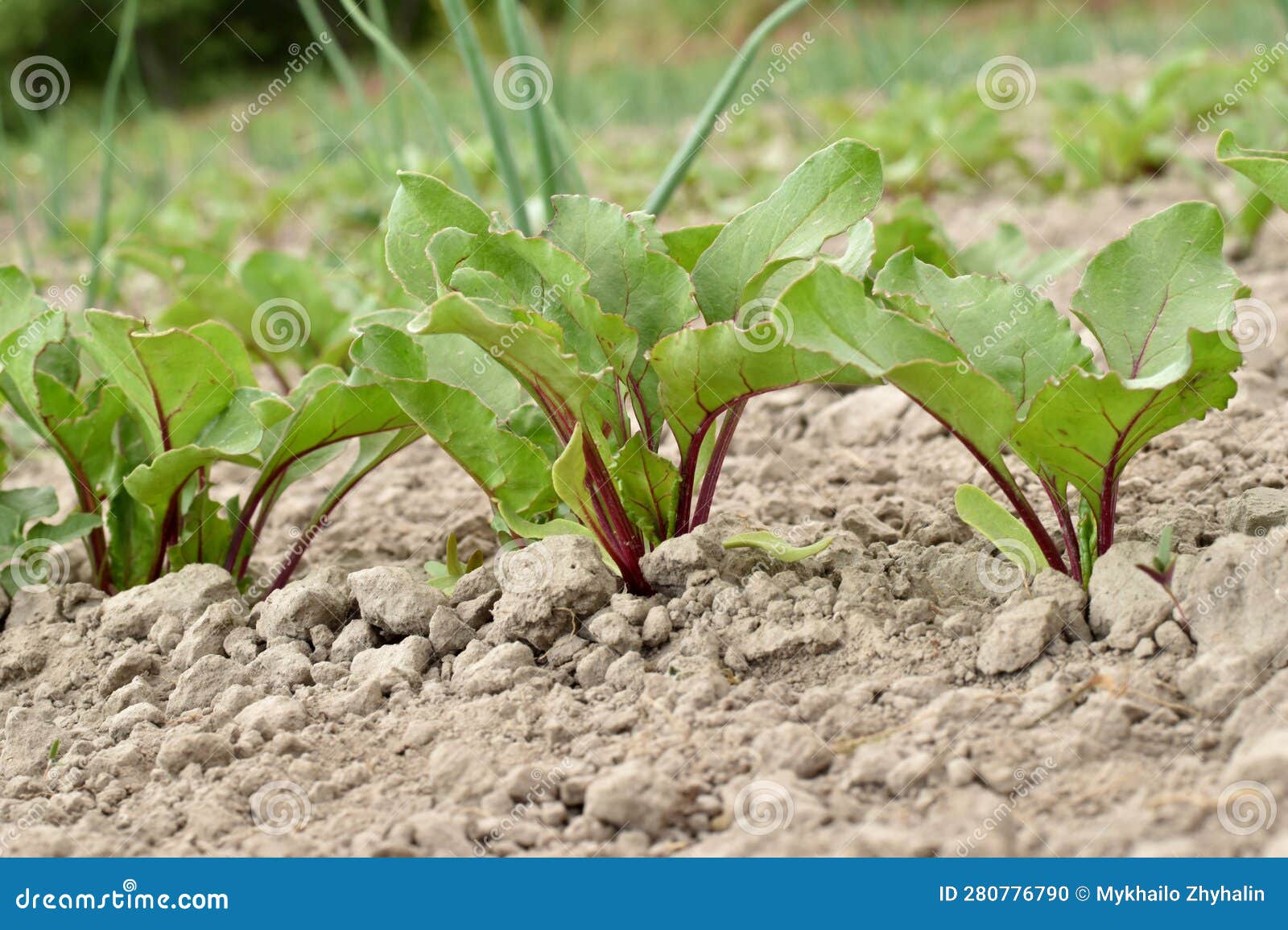 The First Shoots of Beet Leaves Appeared in the Garden. Stock Photo ...