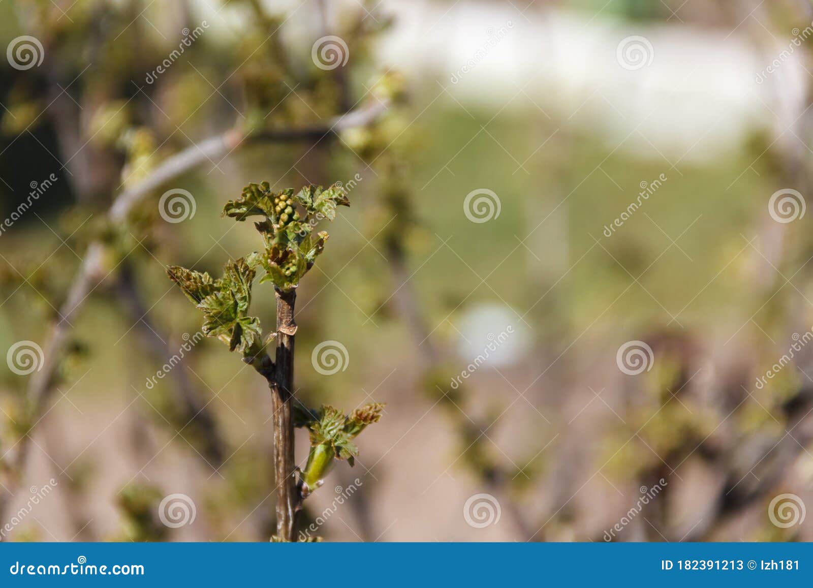 The First Shoots on the Branches. the First Spring Leaves on a Sunny ...