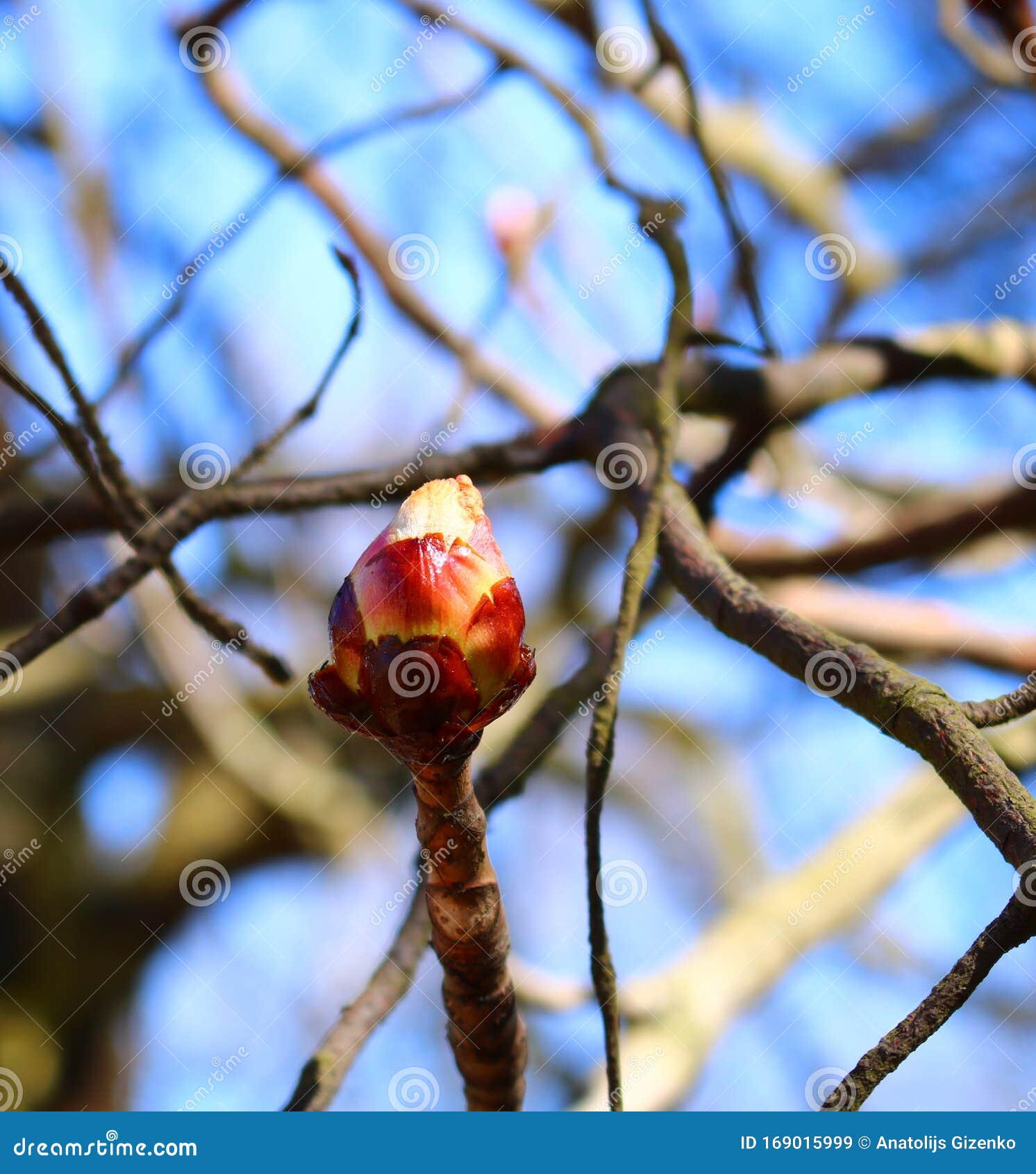The First Shoots of Buds on a Chestnut Tree in Early Spring Stock Image ...