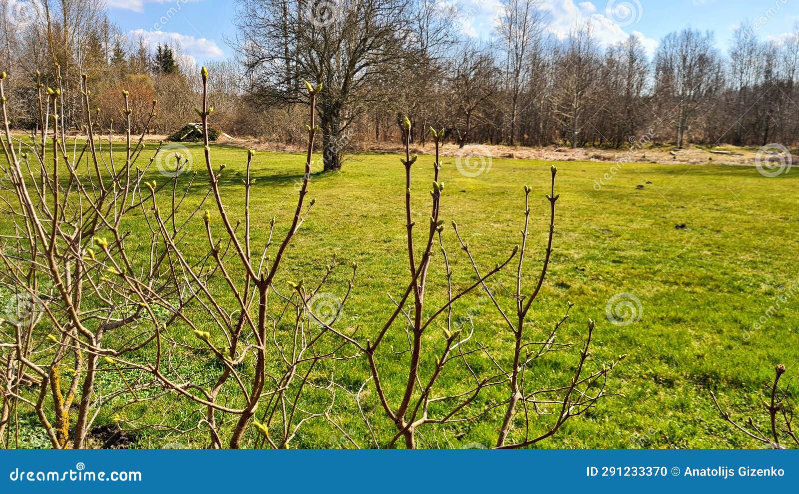 The First Shoots on the Bushes in Spring on Sunny Day Stock Photo ...