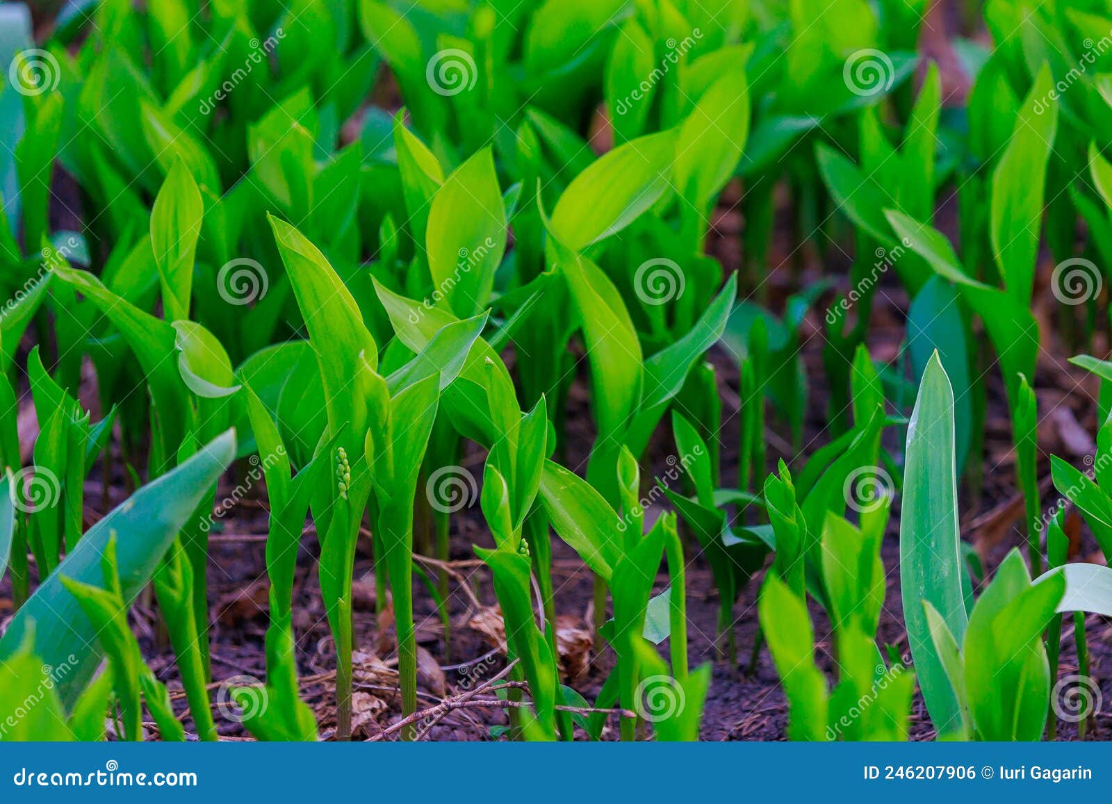 The First Shoots of Green Spring Flowers. Background with Copy Space ...