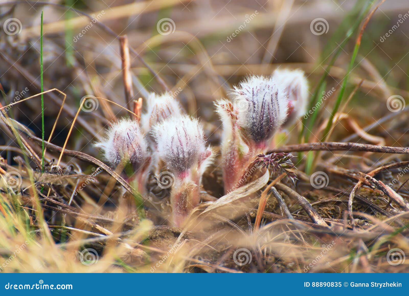 First Shoots of Sleep-grass. Stock Image - Image of grass, flower: 88890835