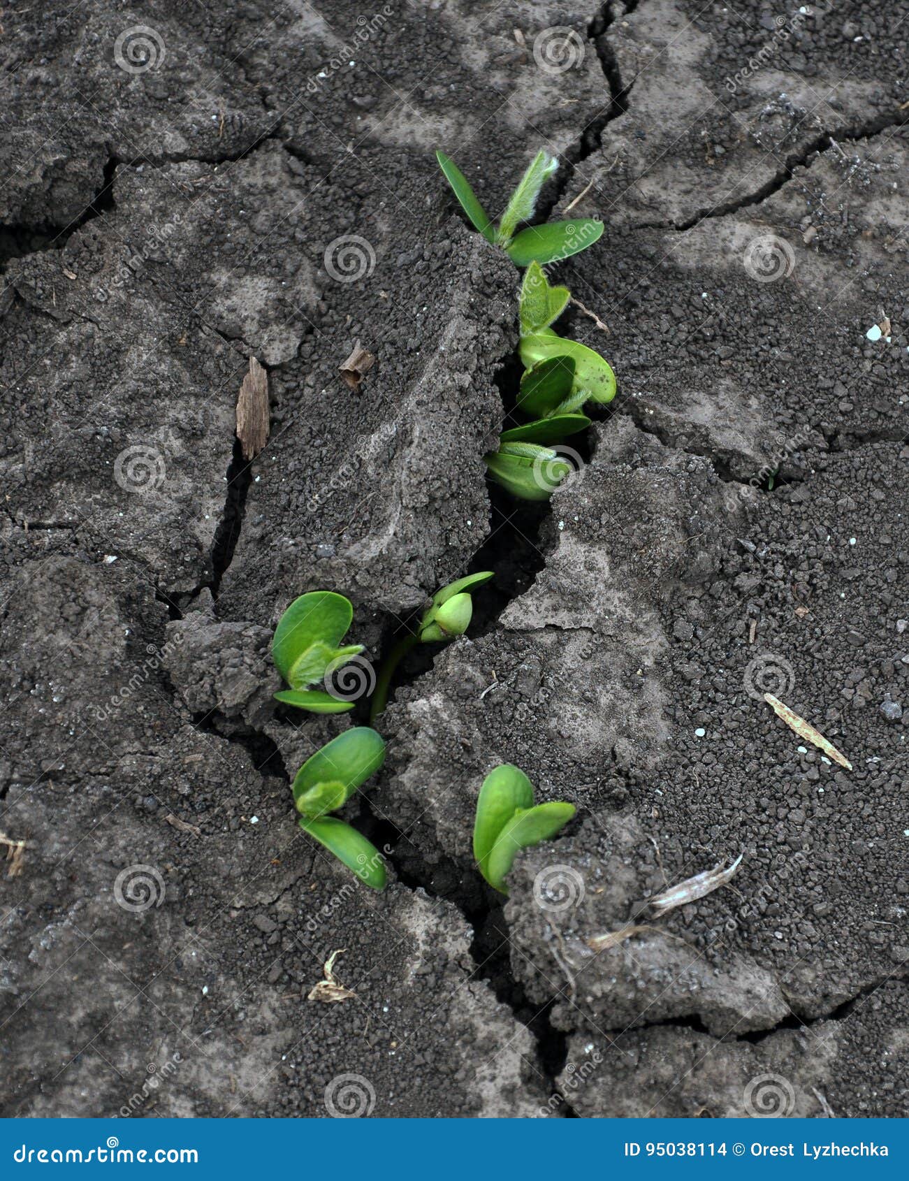 The First Shoots of Soybean Stock Photo - Image of fertilizer, food ...