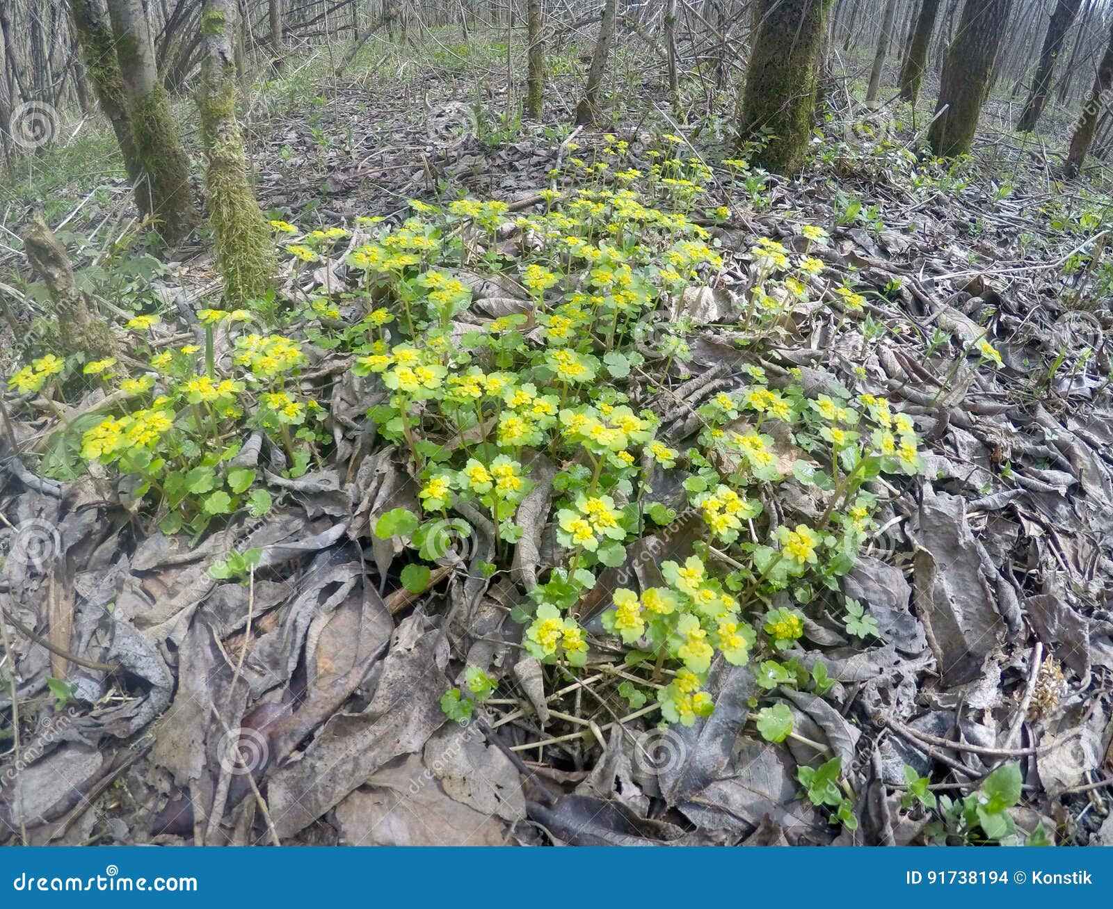 Chrysosplenium Alternifolium Plant Growing In Forest ...