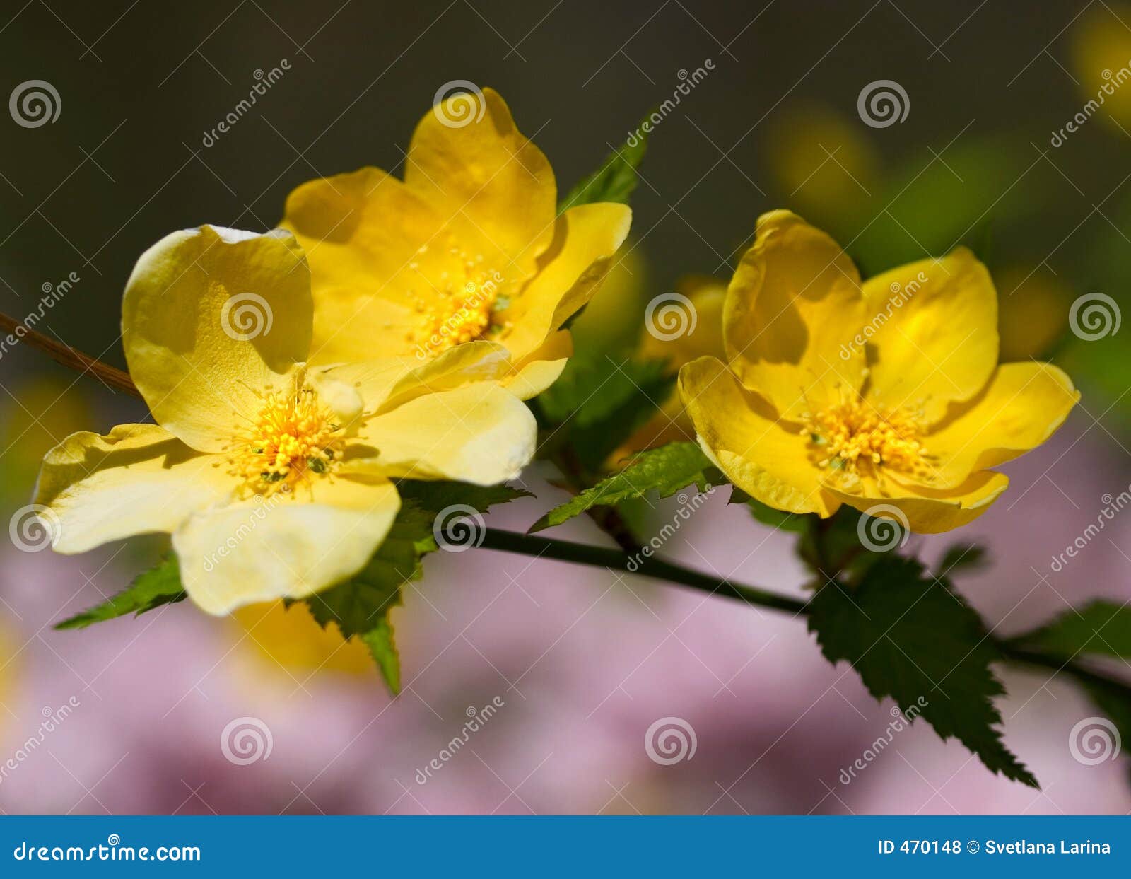First sign of spring stock photo. Image of blossom, blooming - 470148