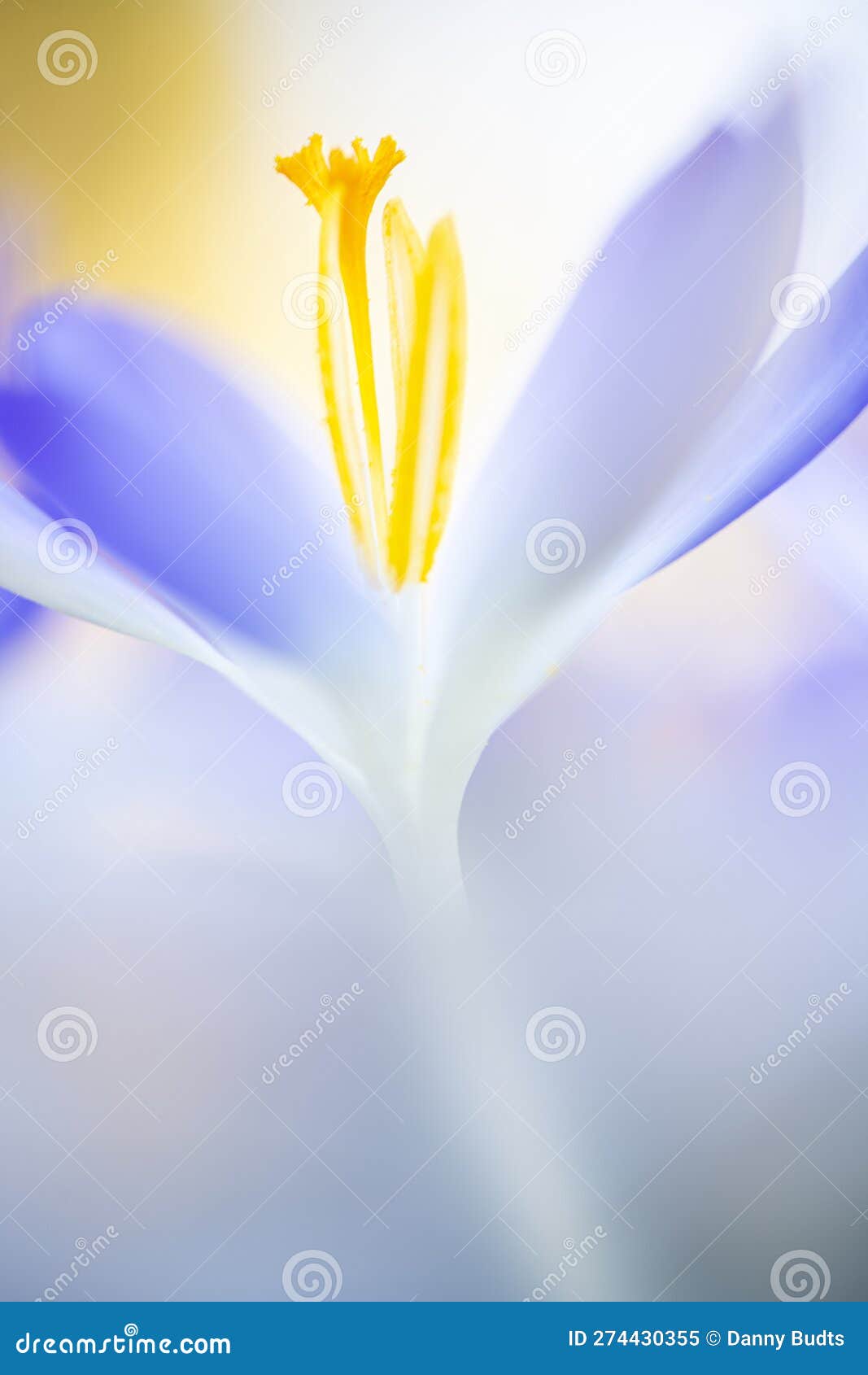 Crocusses, One of the First Bloomers. Stock Image - Image of petal ...