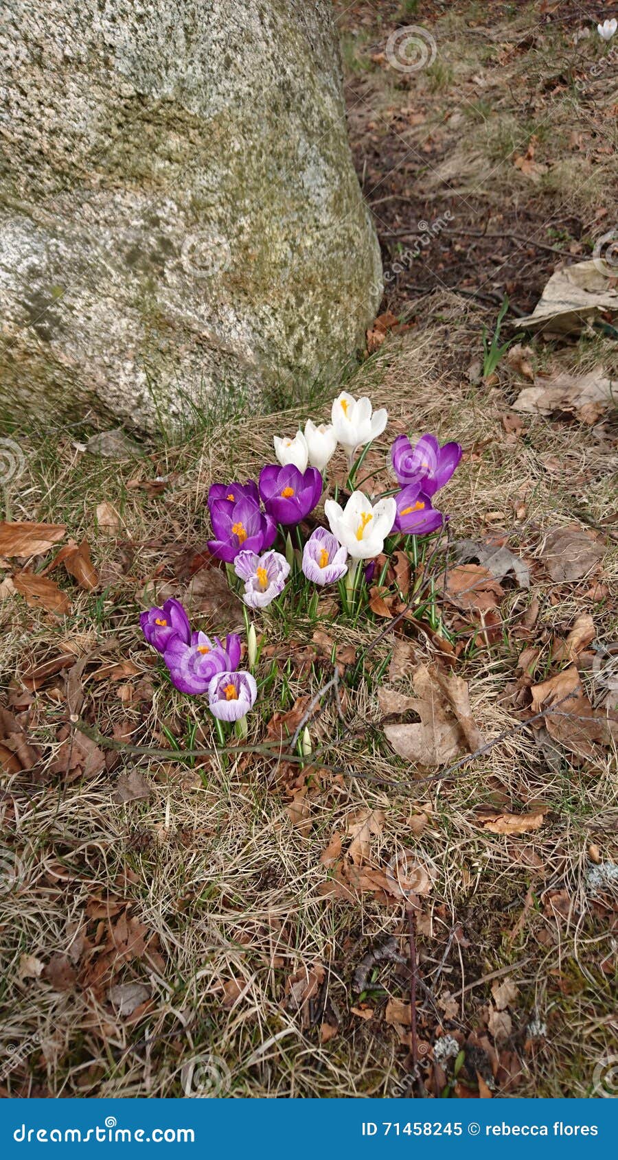 First sign of spring stock image. Image of pretty, sign - 71458245