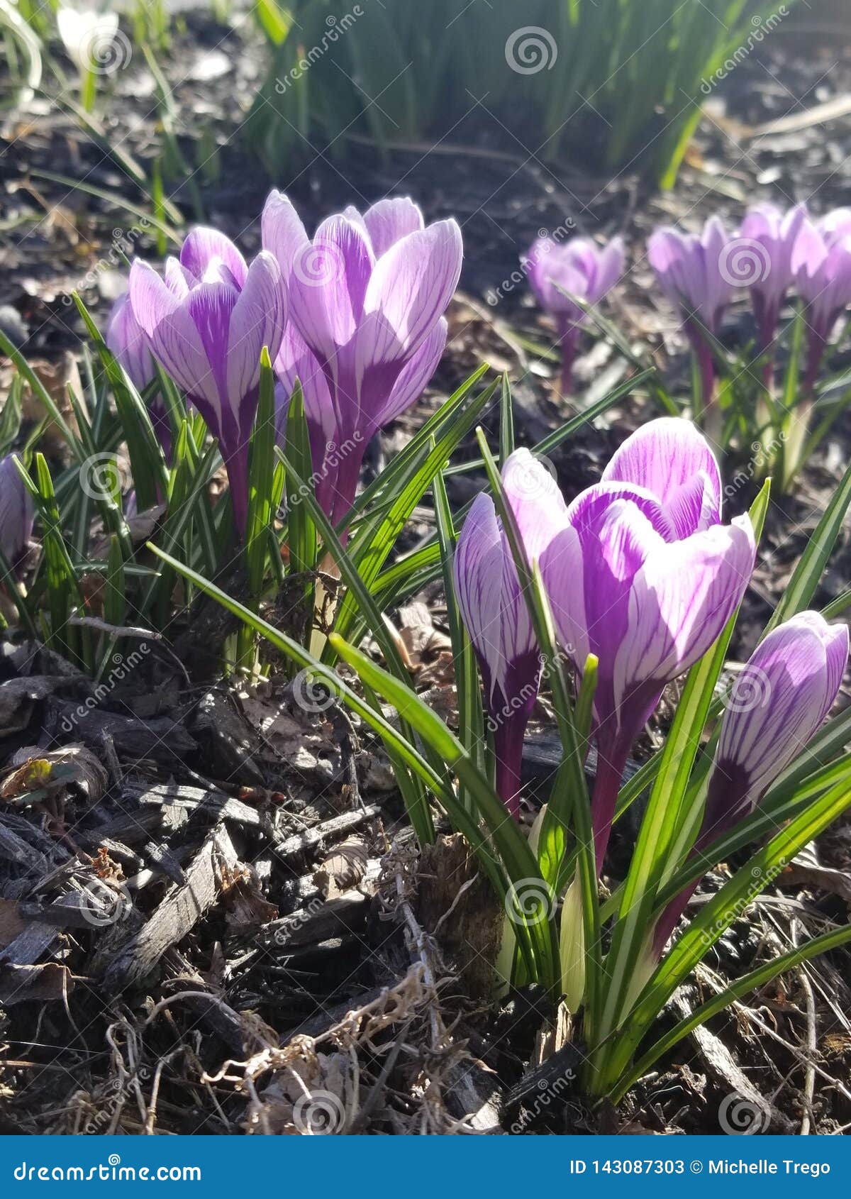 First sign of spring stock image. Image of sign, spri - 143087303