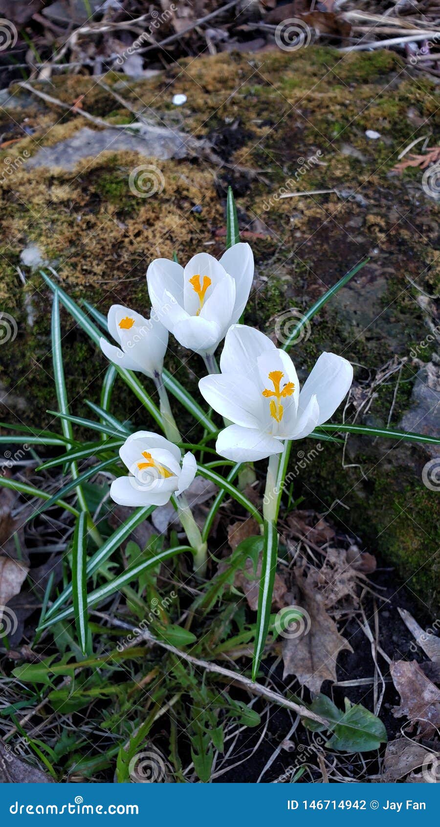 The First Sign of Spring or Summer in Canada Stock Photo - Image of ...