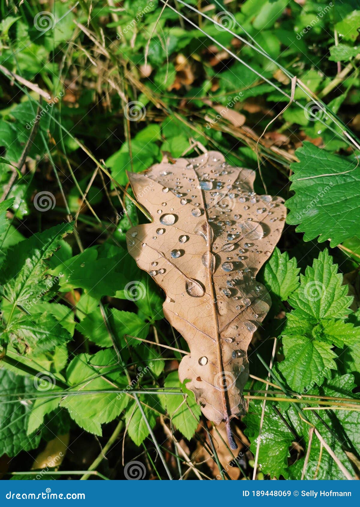 First signs of fall stock image. Image of leaf, signs - 189448069