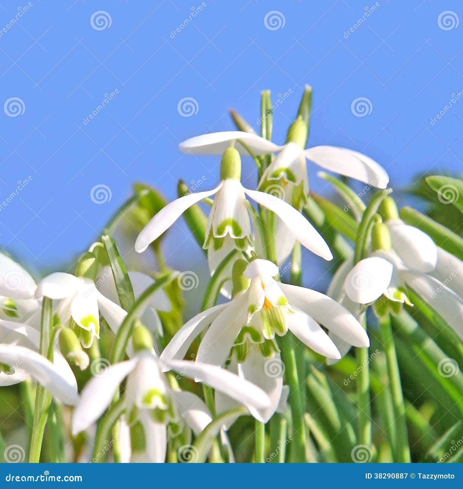 First signs of spring stock image. Image of blue, growing - 38290887