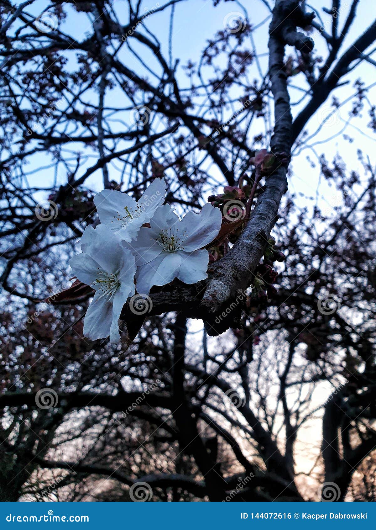 First Signs of the Spring Coming. First Flowers Stock Photo - Image of ...