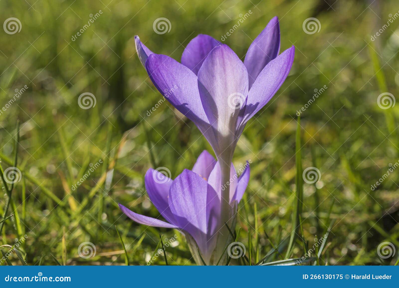 First signs of spring stock image. Image of europe, close - 266130175