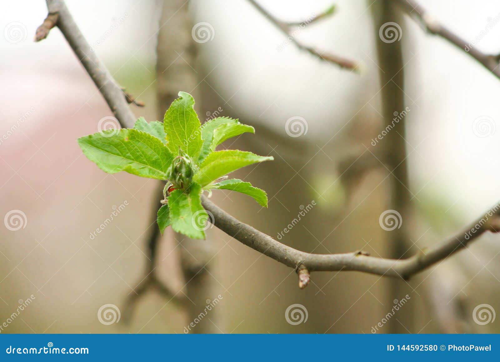 The First Signs of Spring. Flowers Grow and Bloom Stock Photo - Image ...