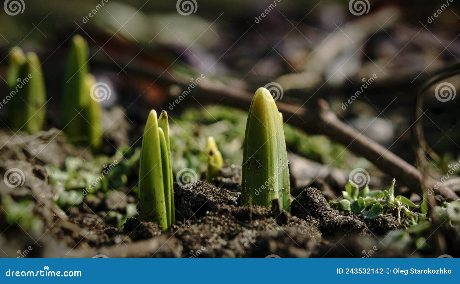 First signs of spring.. stock photo. Image of wildlife - 243532142
