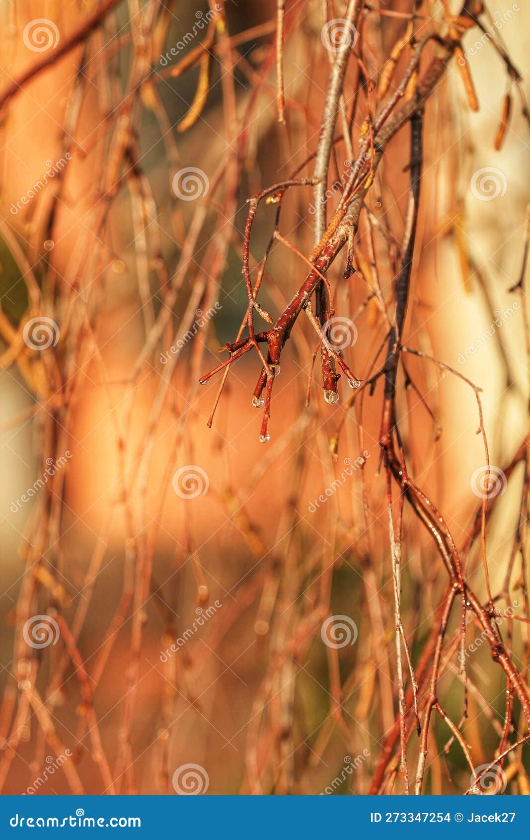 The first signs of spring stock photo. Image of spring - 273347254