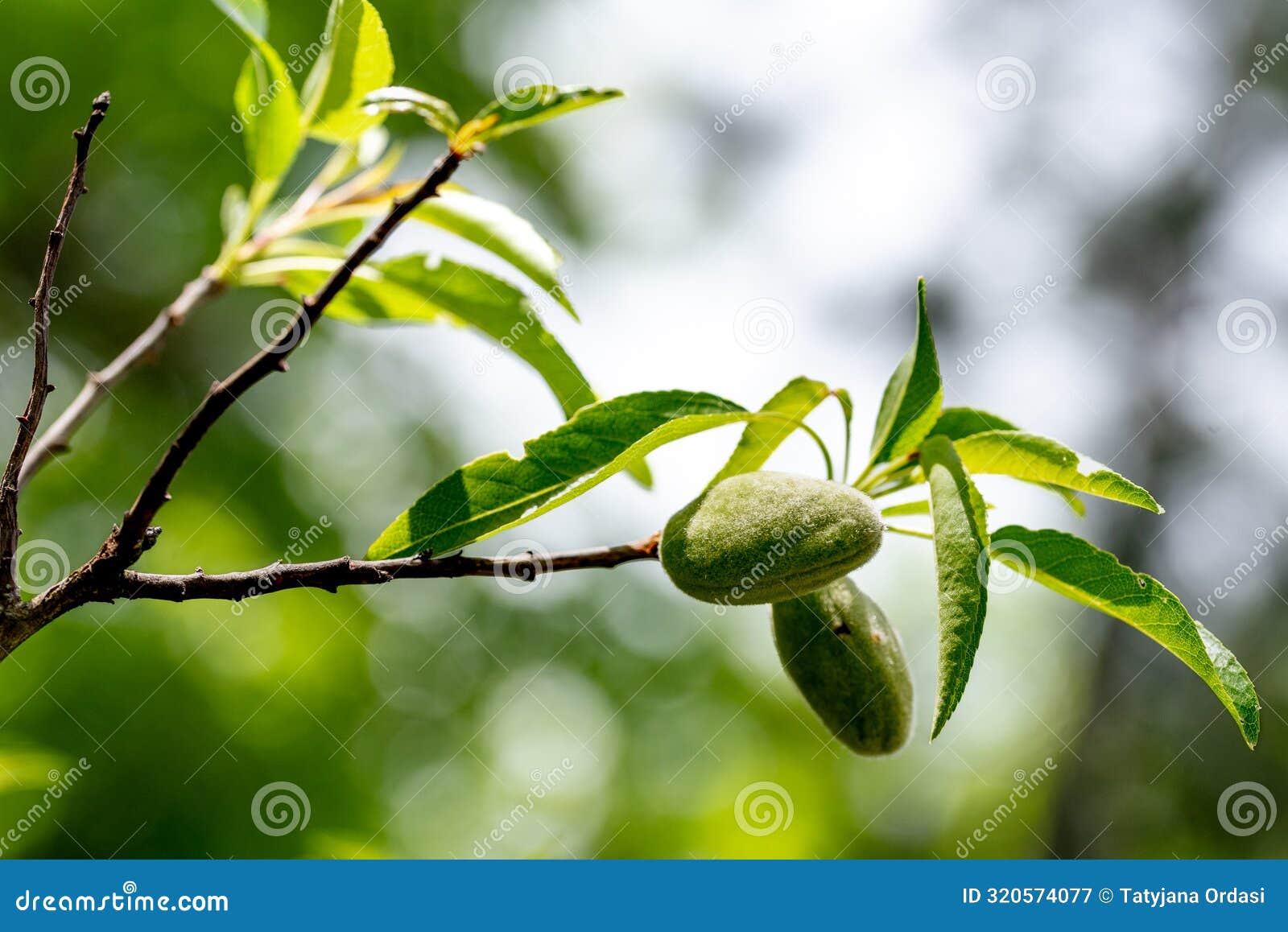 The First Small Almonds on the Almond Tree Stock Image - Image of ...