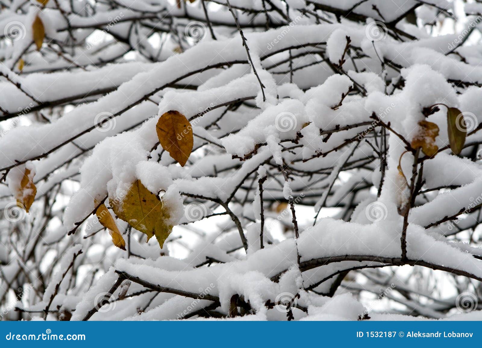 First snow stock image. Image of outdoors, holiday, snowstorm - 1532187