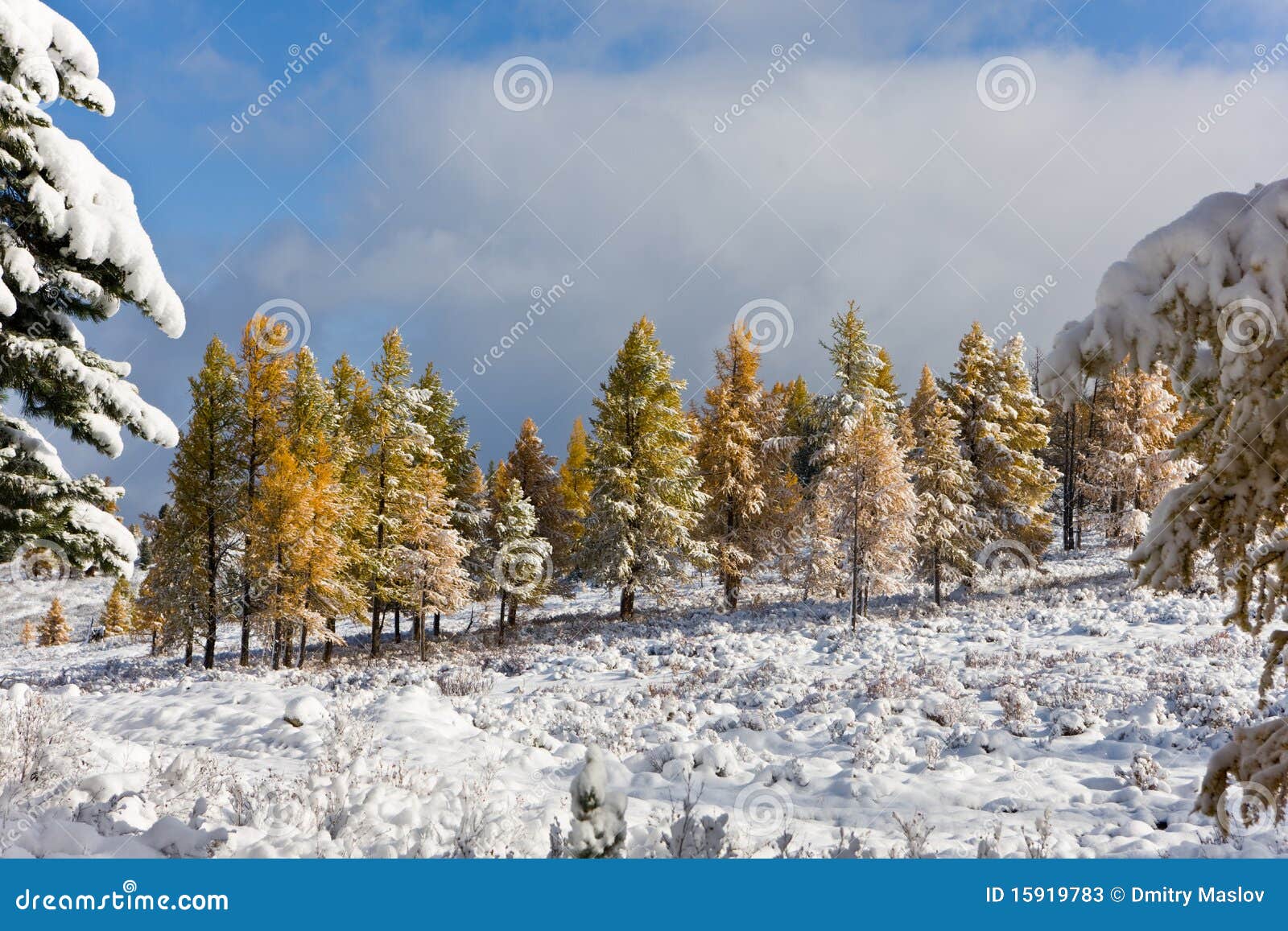 The first snow stock image. Image of wilderness, season - 15919783