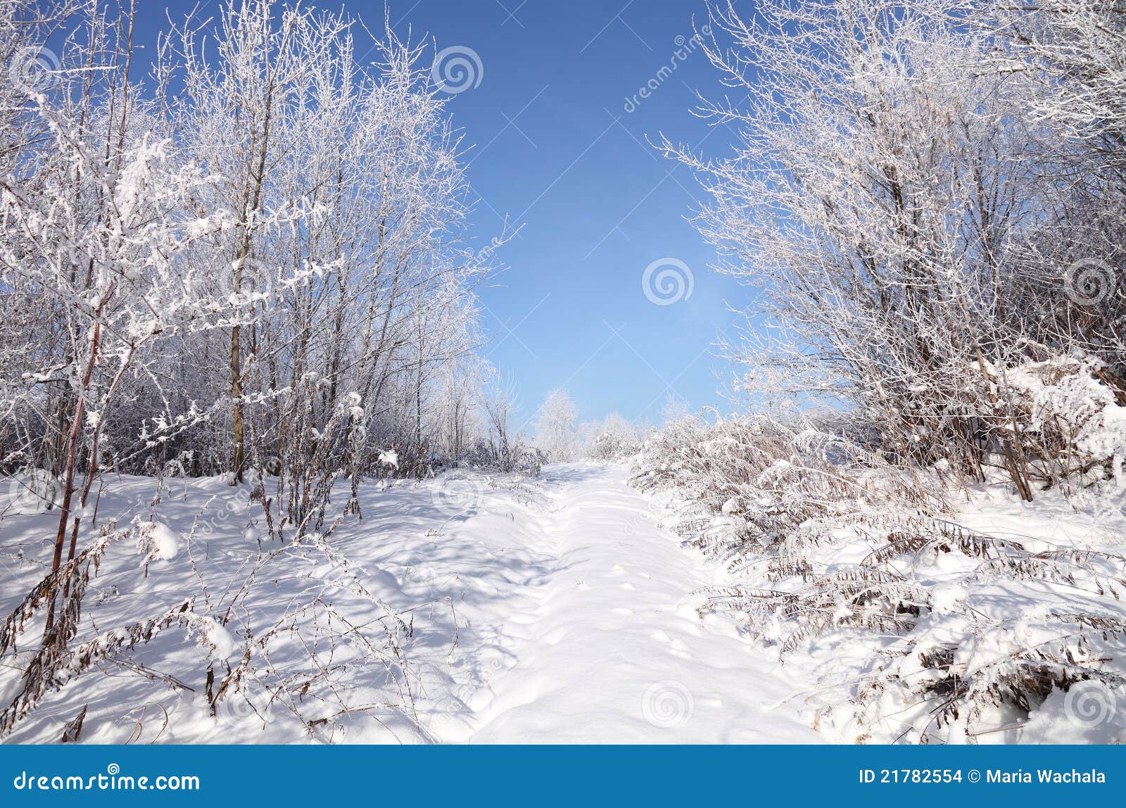 First snow stock photo. Image of frosty, wilderness, holiday - 21782554