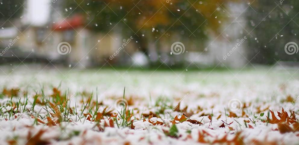 First snow stock photo. Image of outdoors, bright, contrasts - 3396210