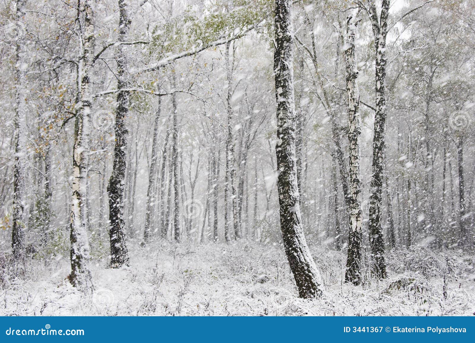 The first snow stock image. Image of white, climate, frost - 3441367