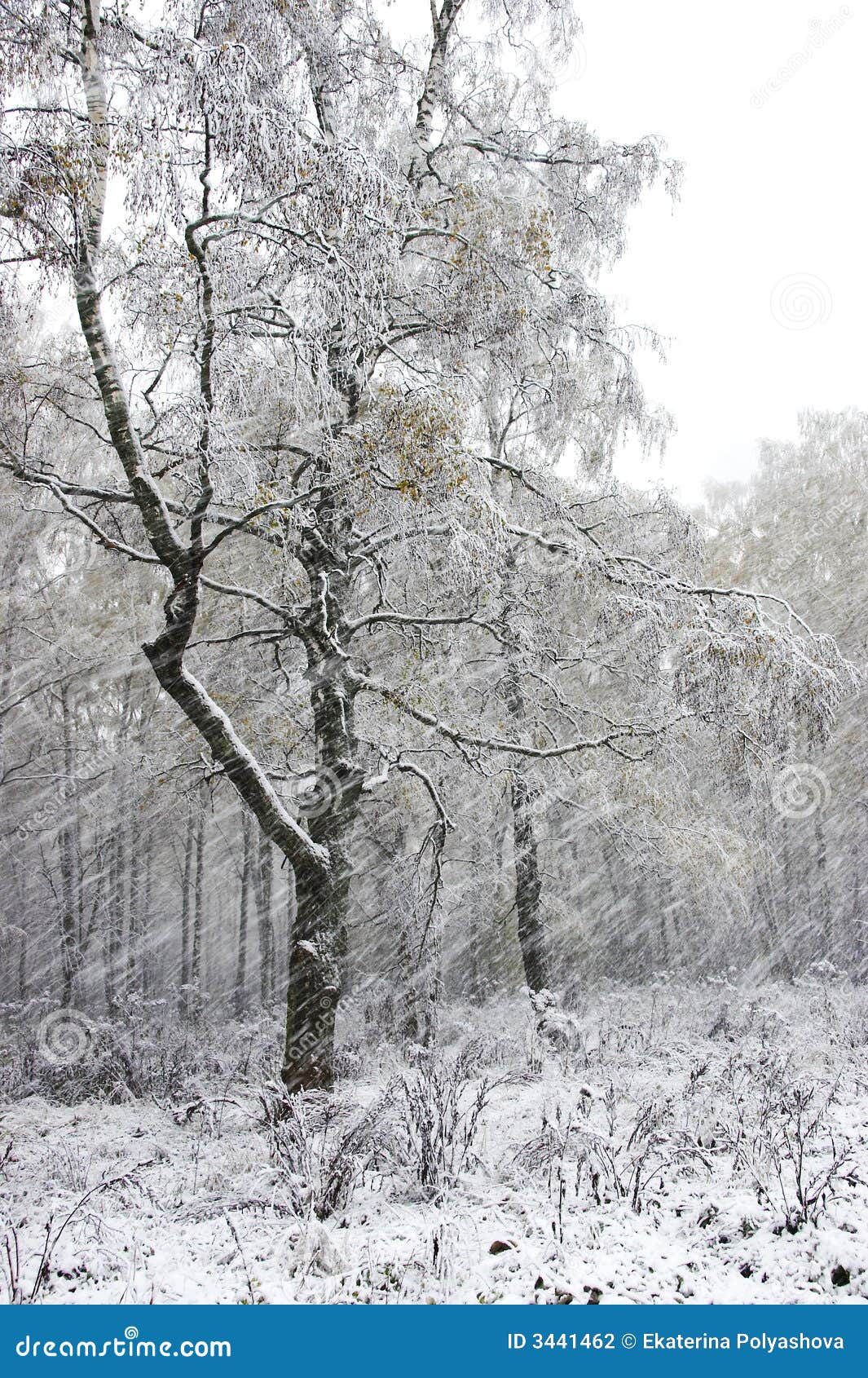 The first snow stock photo. Image of cool, park, december - 3441462