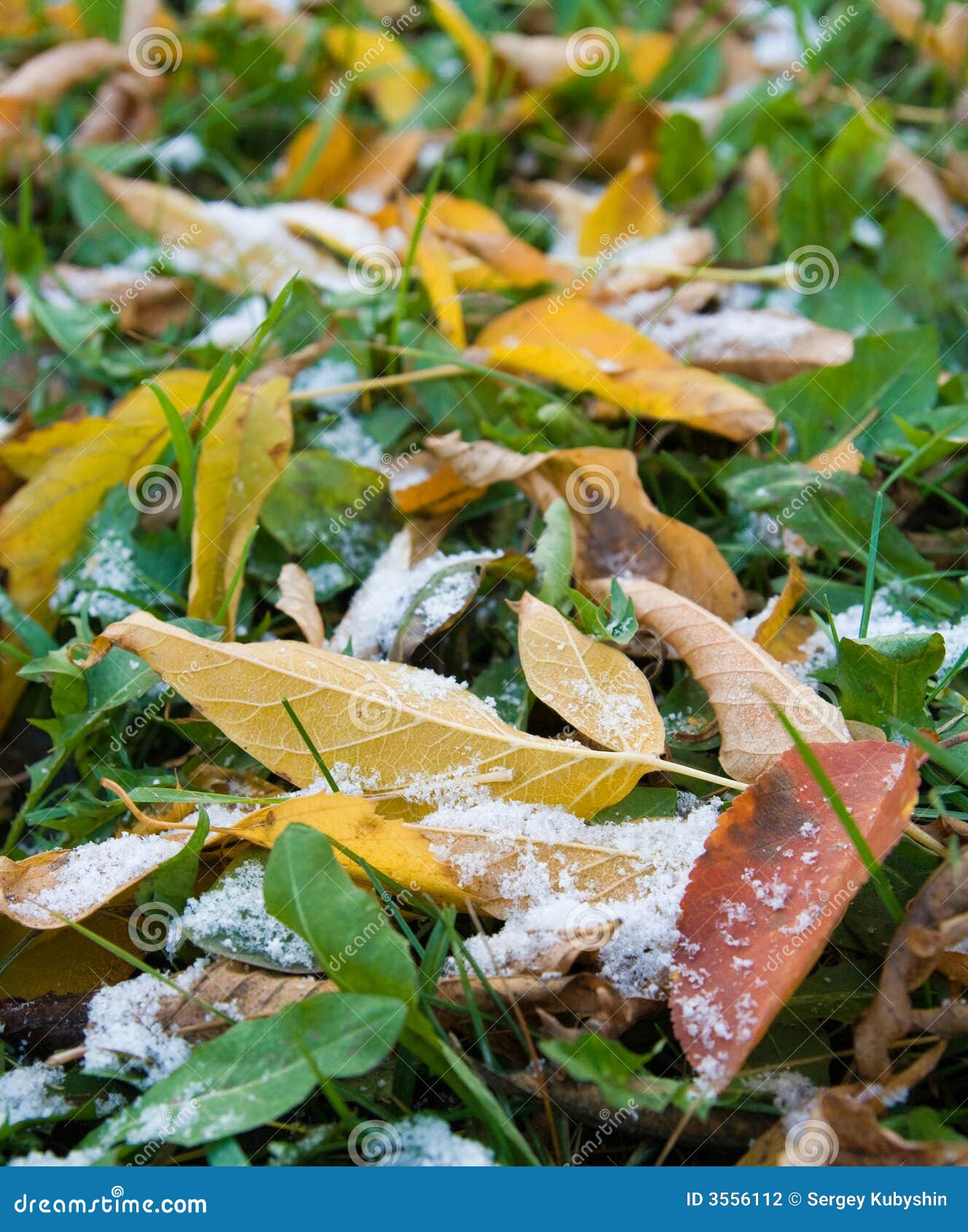 First snow stock photo. Image of fall, climate, dead, contrast - 3556112