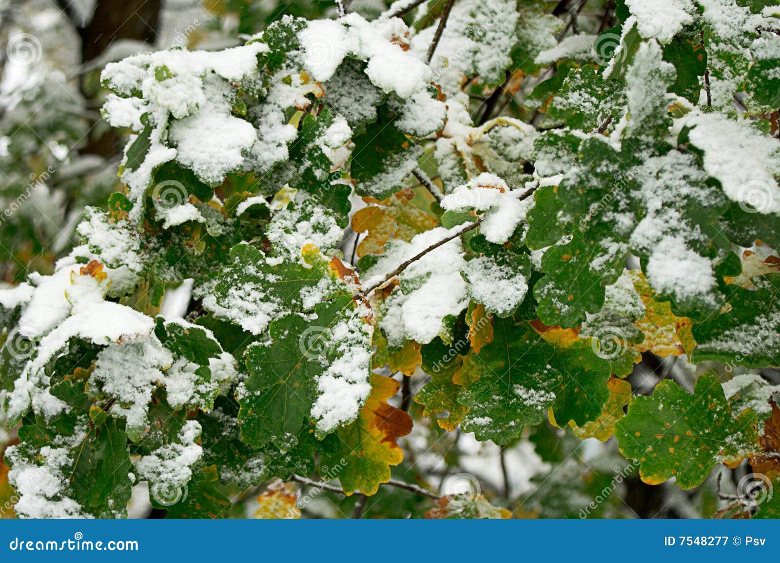 First snow stock image. Image of frozen, nature, natural - 7548277