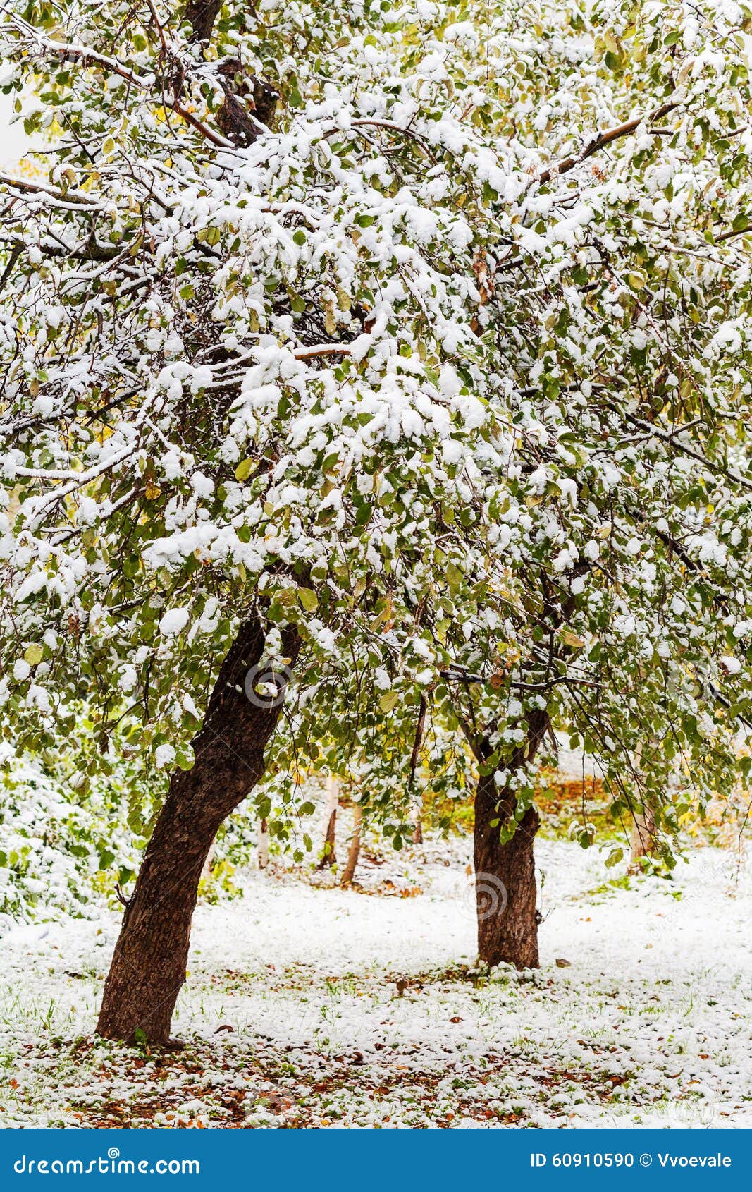 First Snow on Apple Trees in Autumn Stock Photo - Image of nature ...