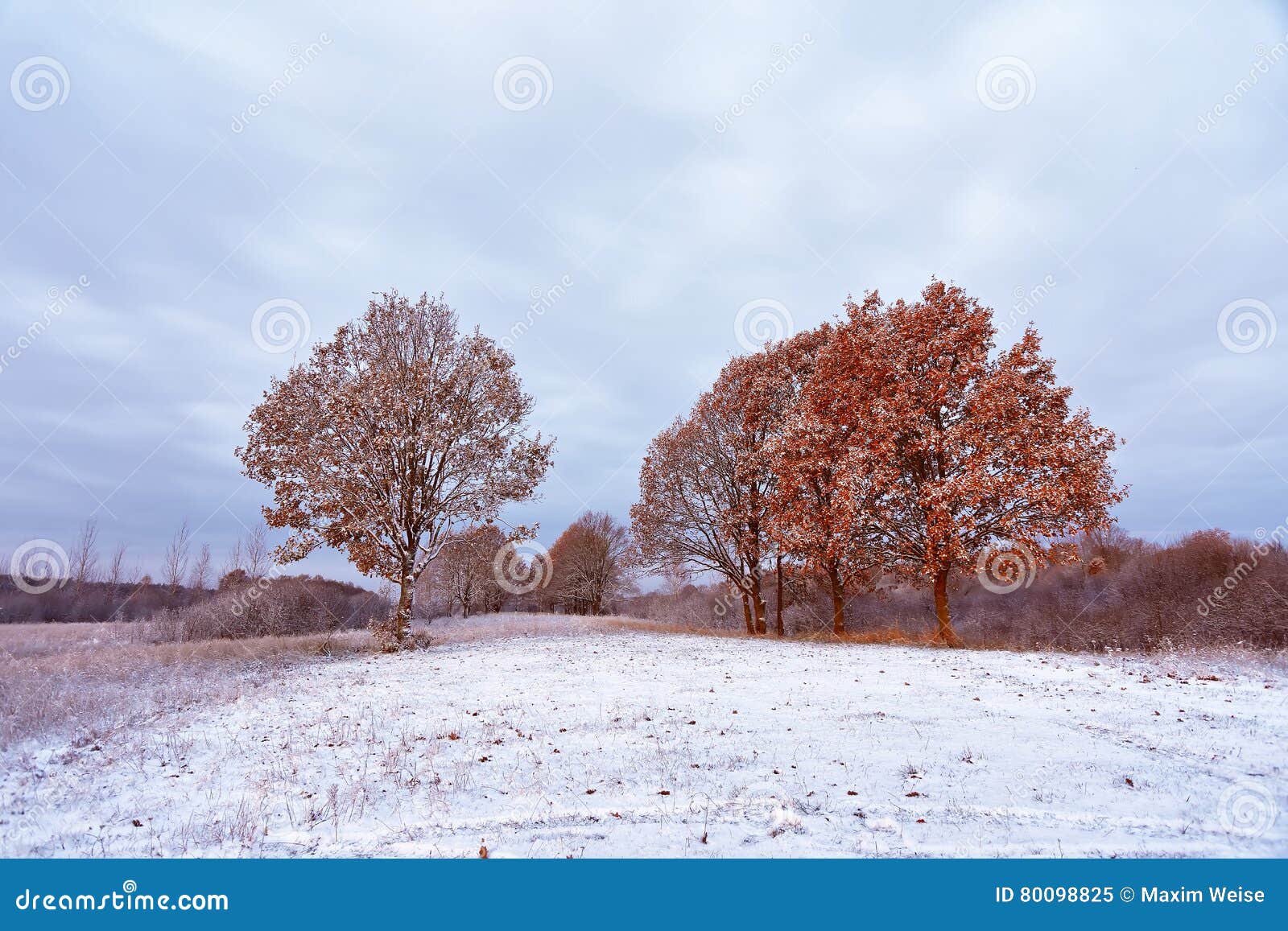 First Snow in the Autumn Forest. Fall Colors on the Trees. Autumn ...
