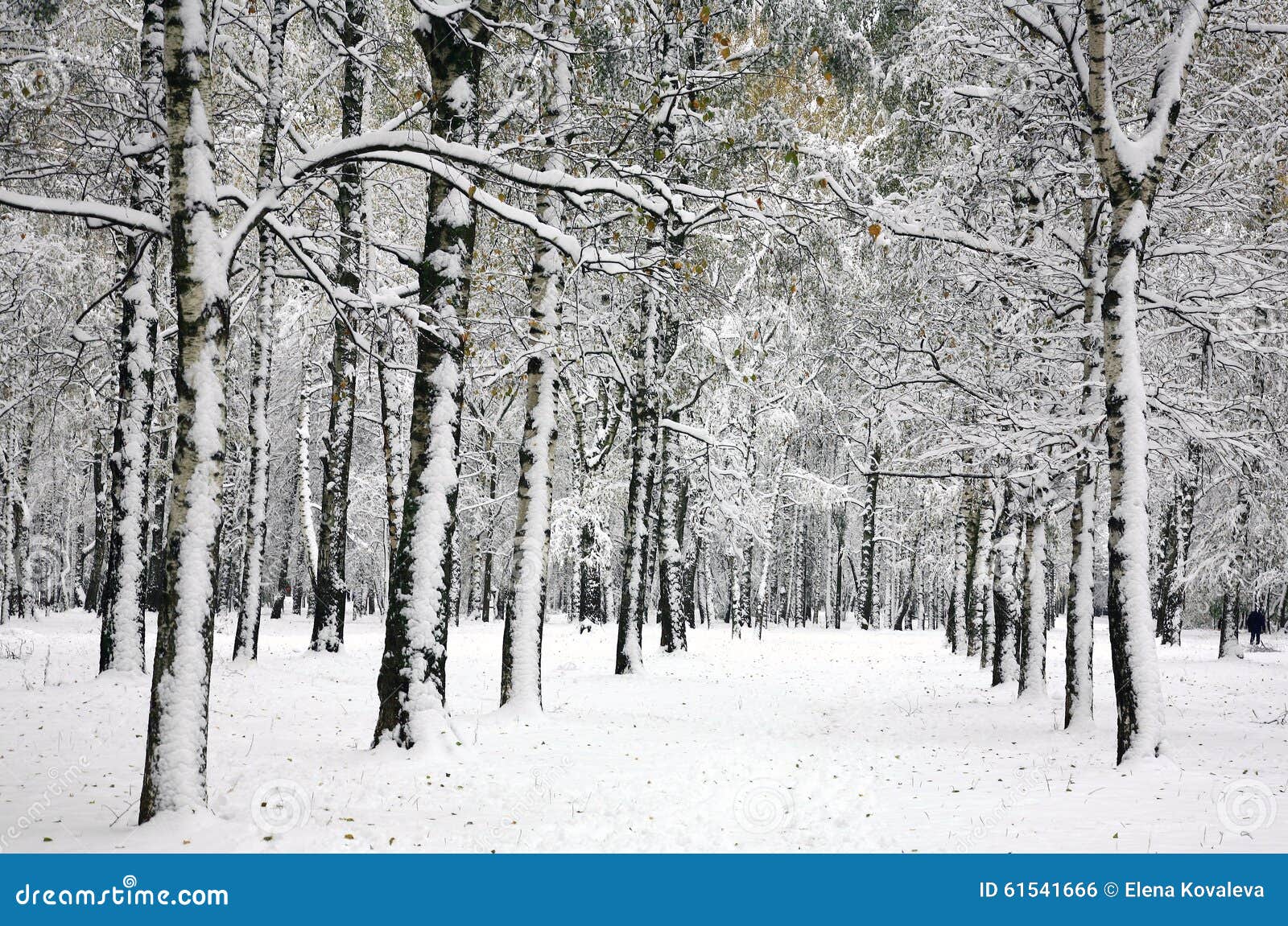 First Snow in the Autumn Park Stock Photo - Image of novgorod ...