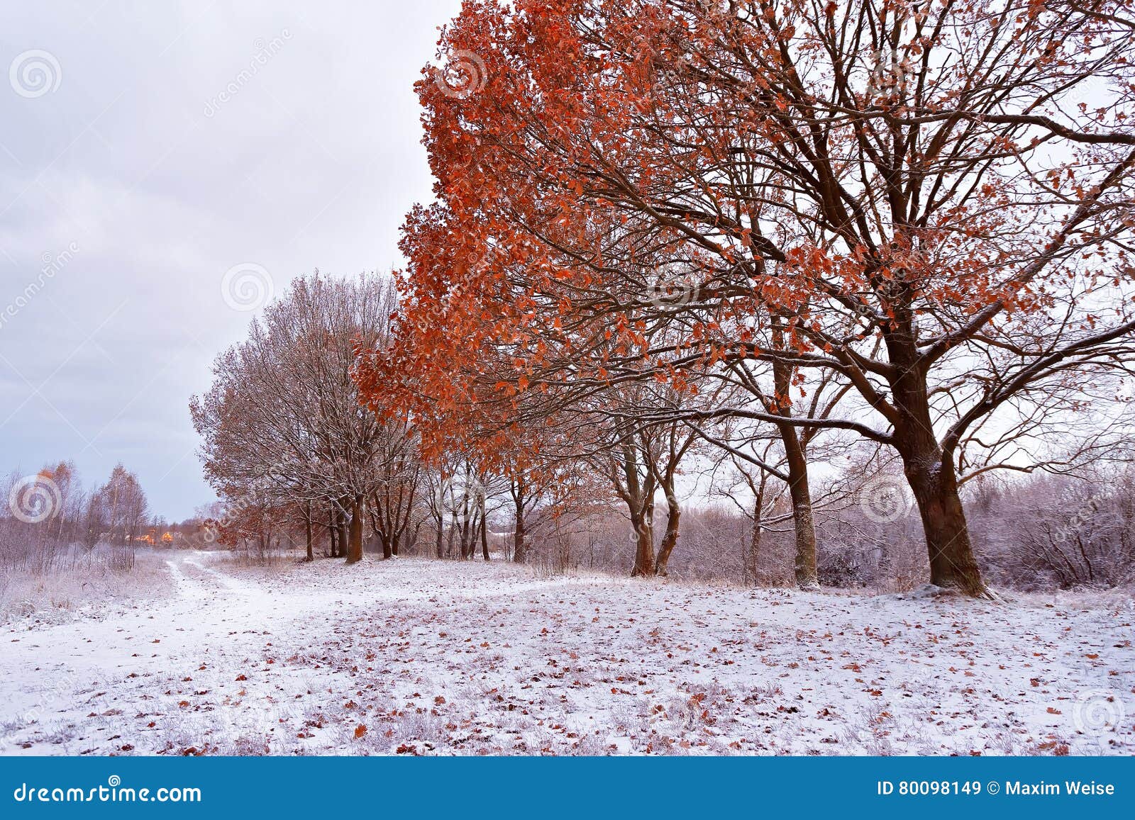 First Snow in the Autumn Park. Fall Colors on the Trees. Autumn Stock ...