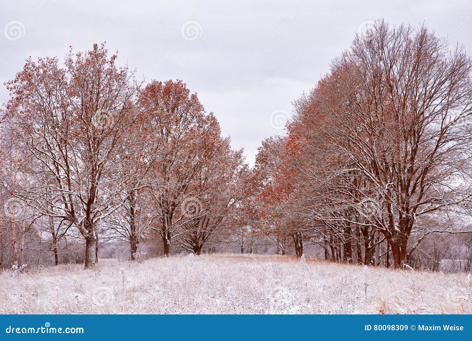 First Snow in the Autumn Park. Fall Colors on the Trees. Autumn Stock ...