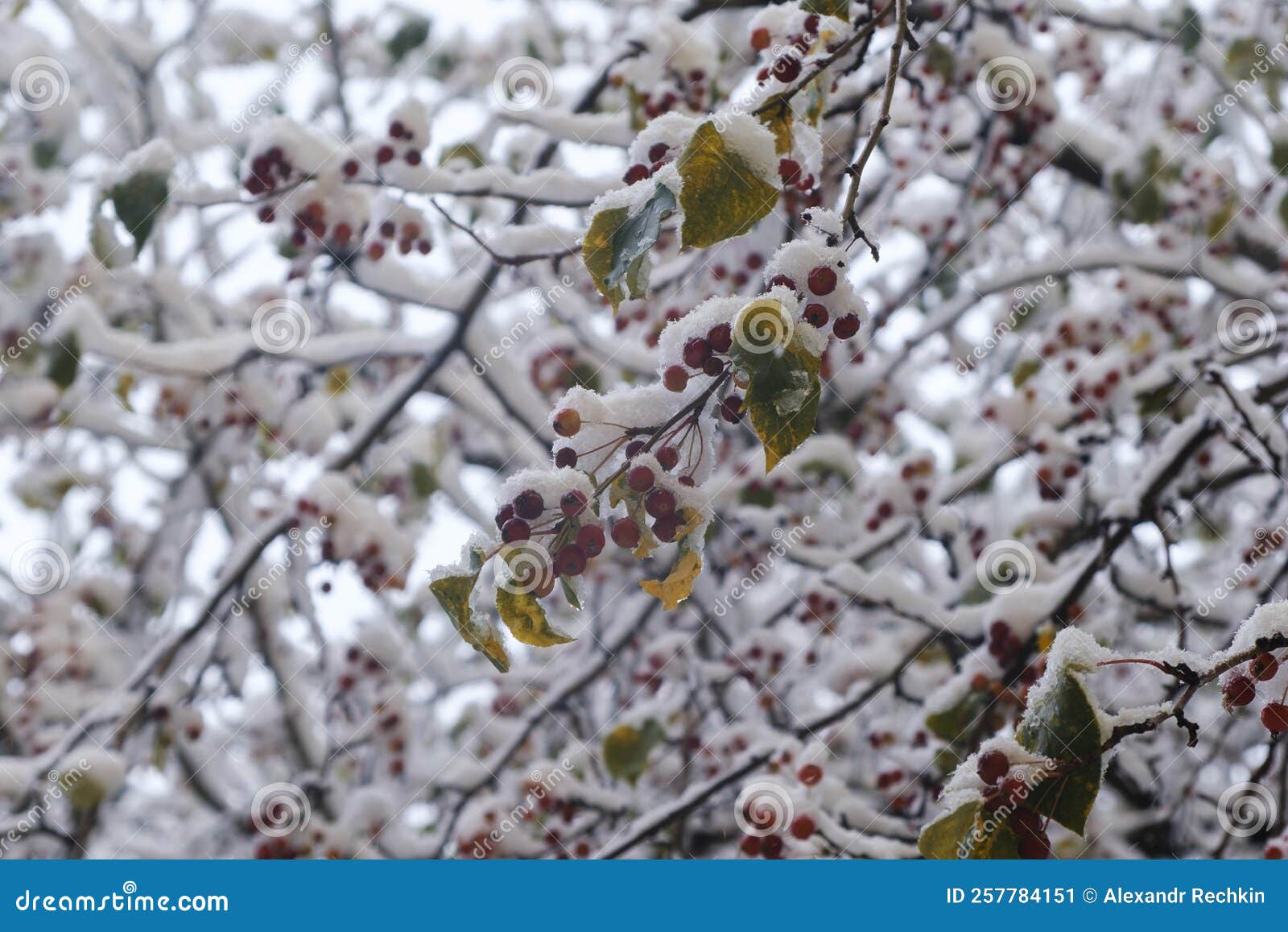 First Snow on the Autumn Trees Branches and Leaves of the Streets of ...
