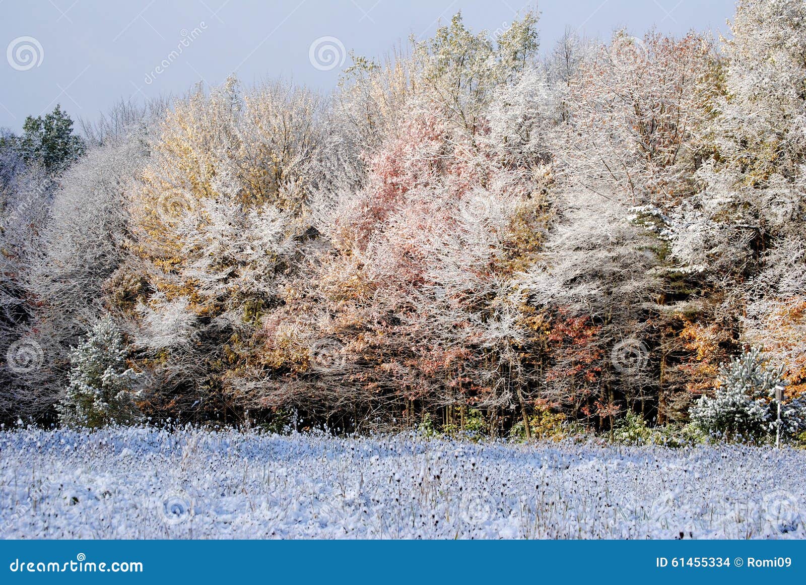 First Snow on Autumn Trees stock photo. Image of trees - 61455334