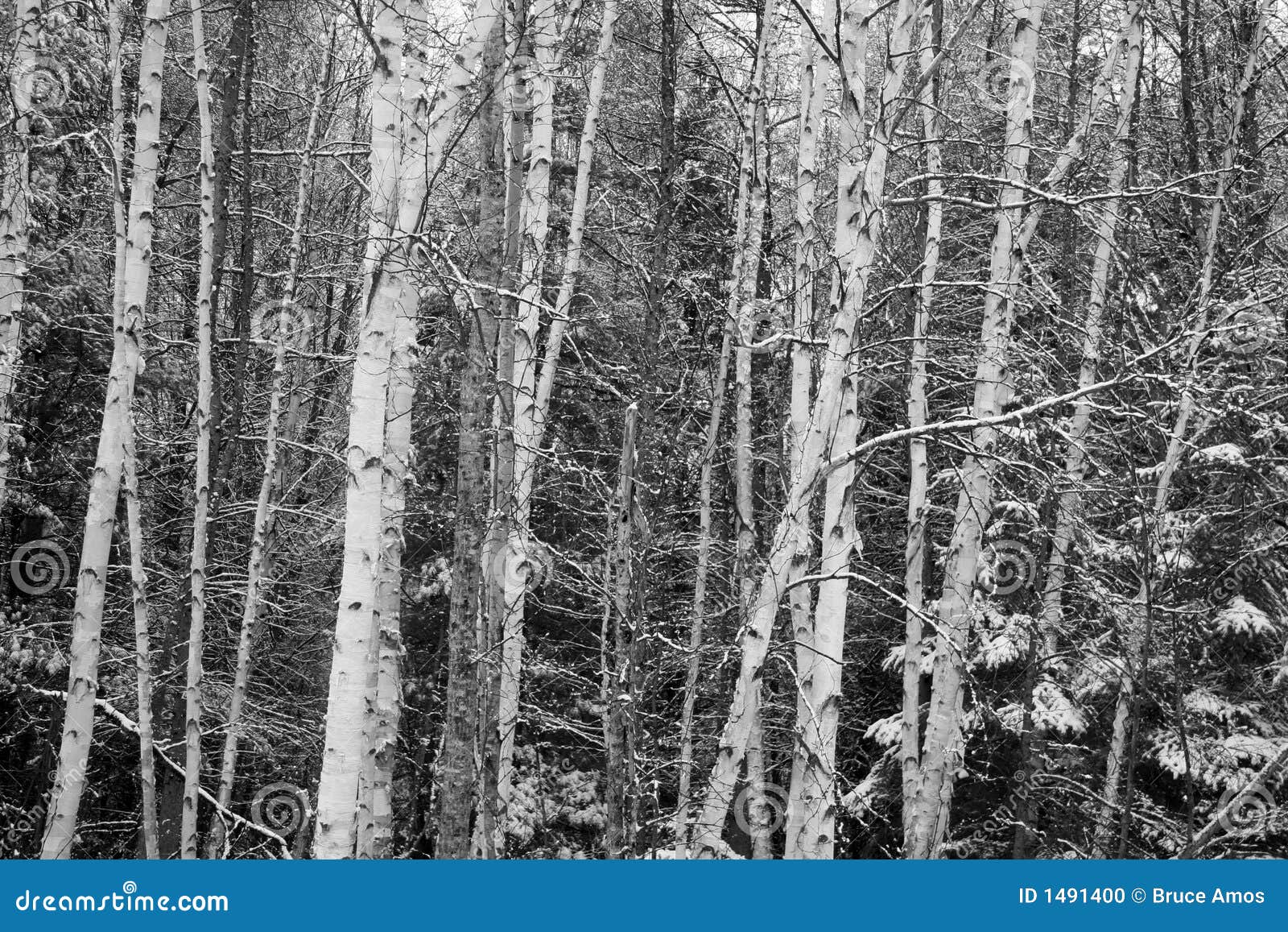 First snow on birch trees stock photo. Image of canada - 1491400