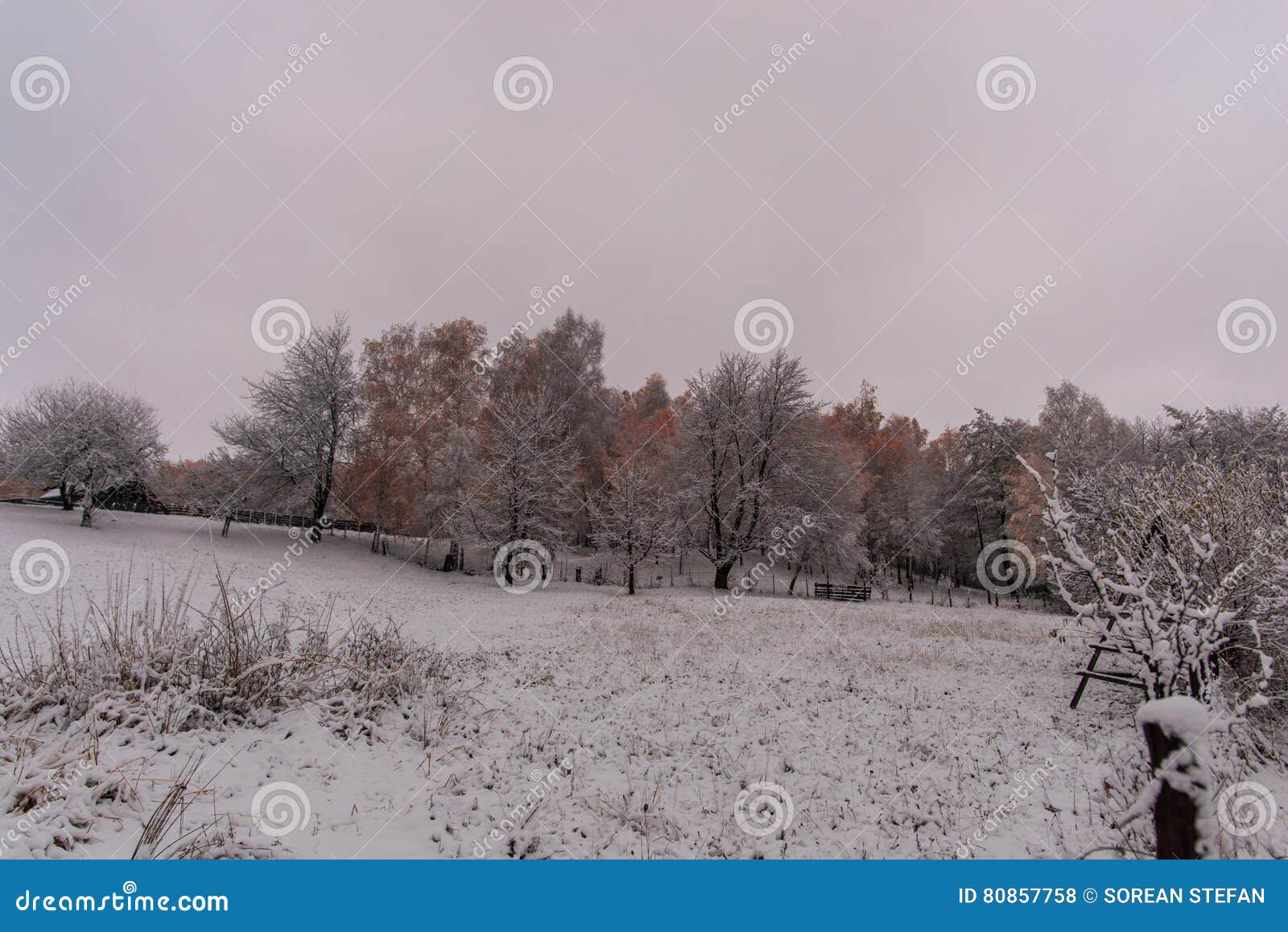 First snow stock photo. Image of color, season, november - 80857758