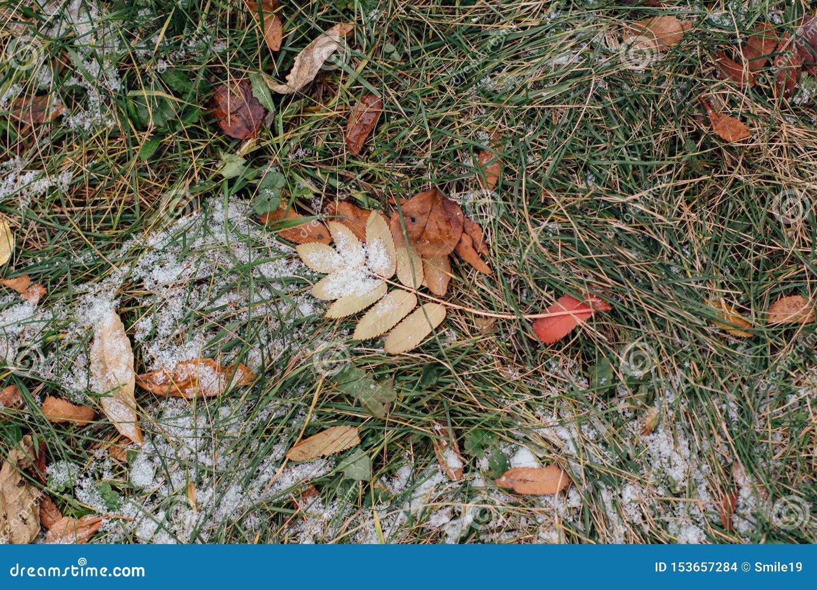 First Snow on Colorful Fallen Leaves on the Ground Stock Photo - Image ...