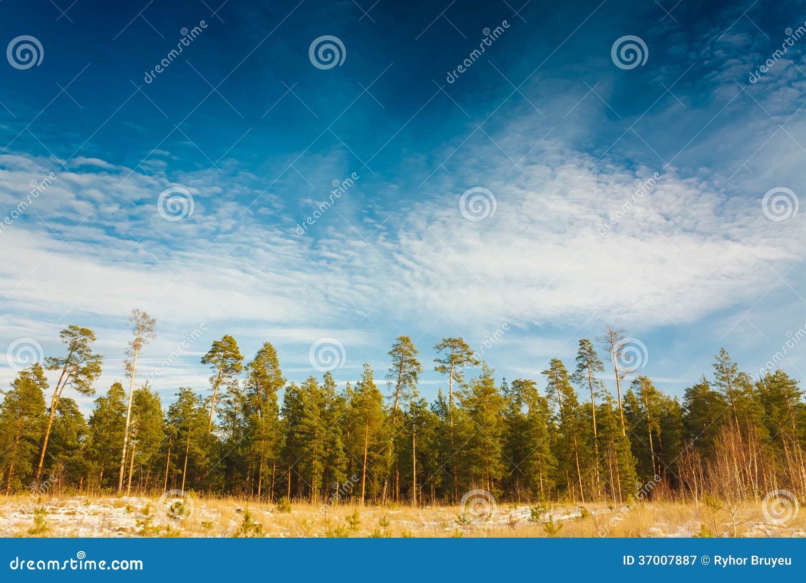 First Snow Covered the Dry Yellow Grass in Forest Stock Image - Image ...