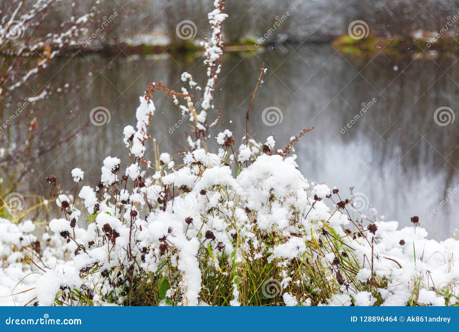 The First Snow Covered Green and Withered Grass Stock Photo - Image of ...